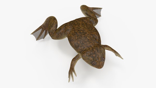 Modello Rana