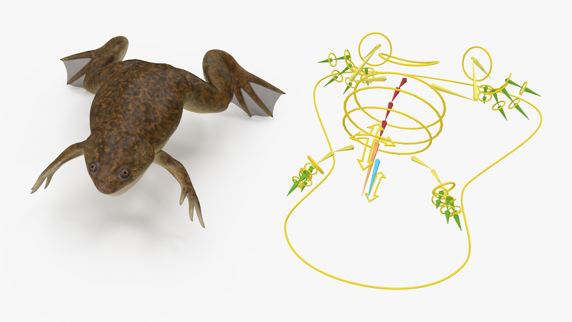 African Claw-toe Frog Rigged 3D Model - TurboSquid 2131019