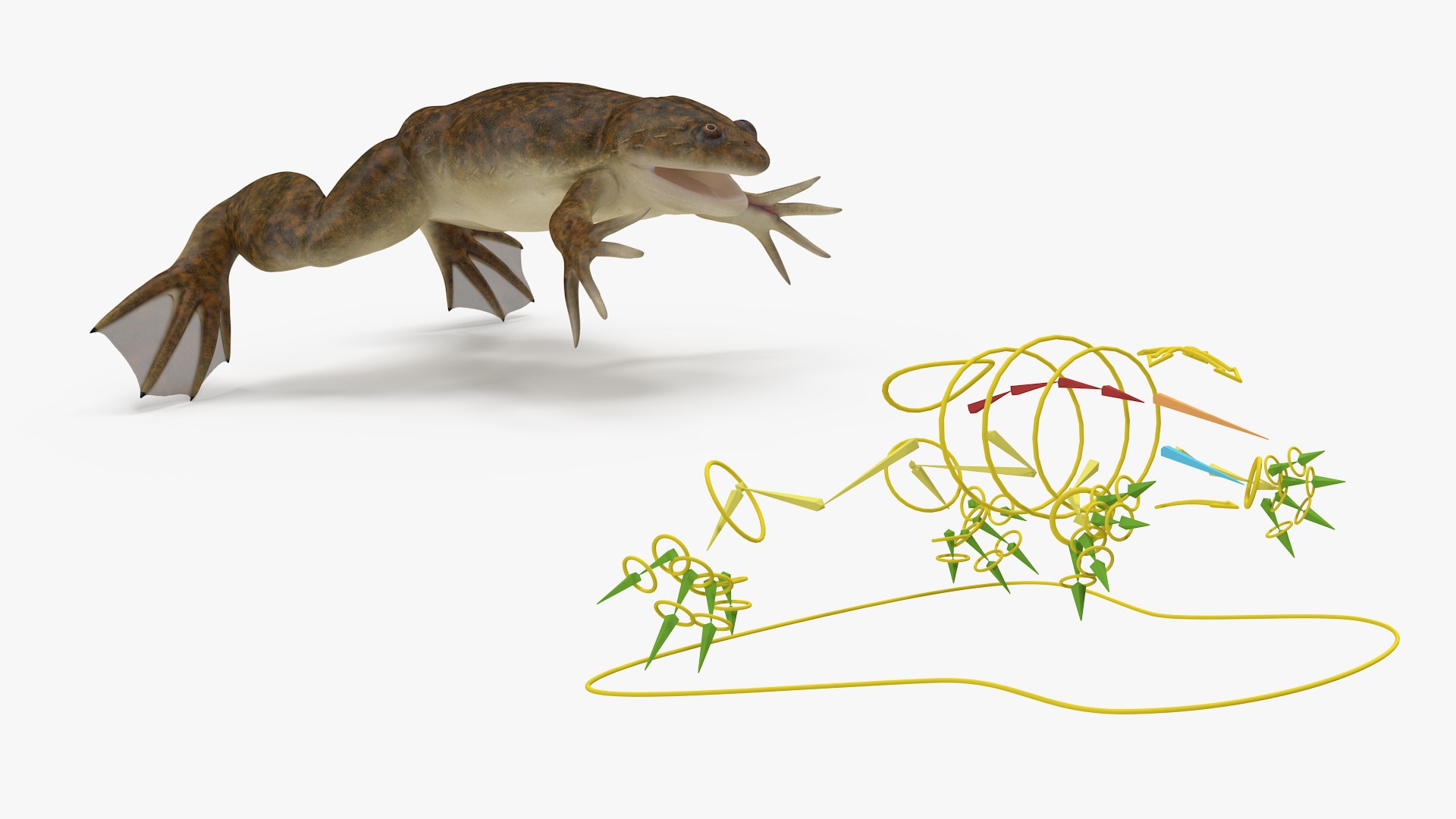 African Claw-toe Frog Rigged 3D Model - TurboSquid 2131019