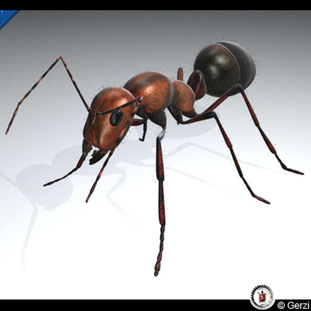 Ant Model - TurboSquid 240480