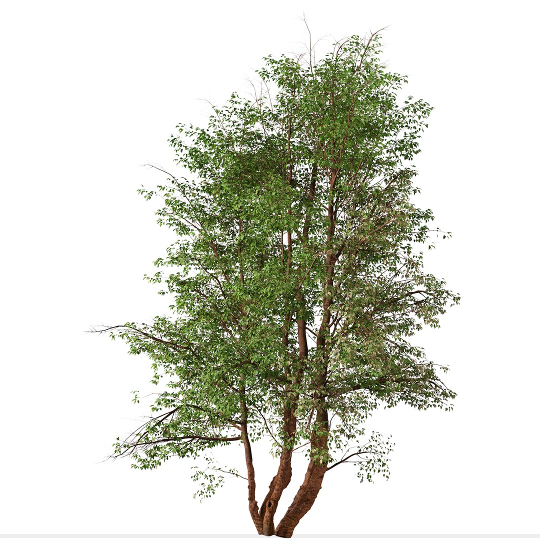 Set of Water Birch or Betula occidentalis Trees 3D - TurboSquid 1967314