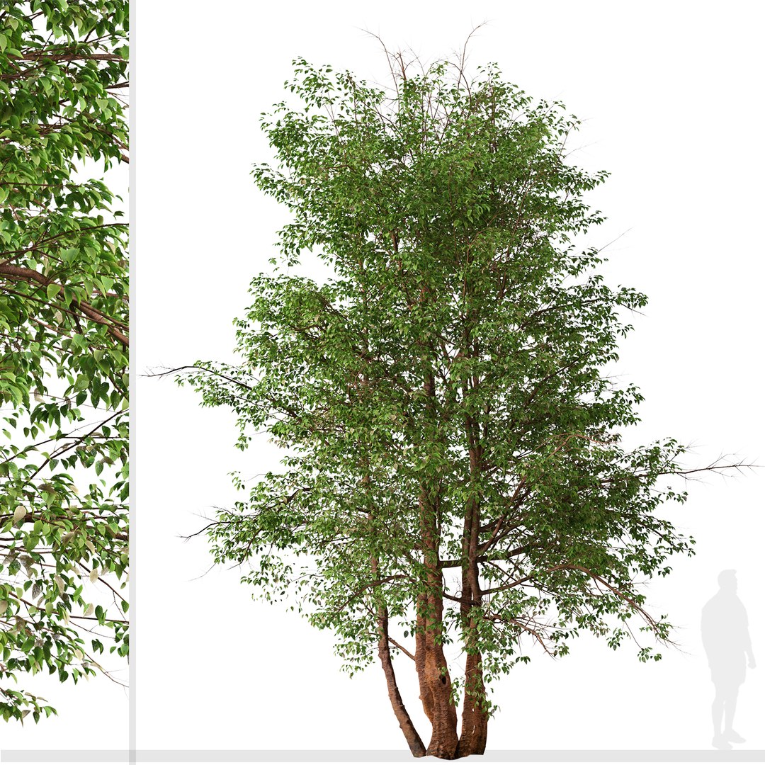 Set of Water Birch or Betula occidentalis Trees 3D - TurboSquid 1967314