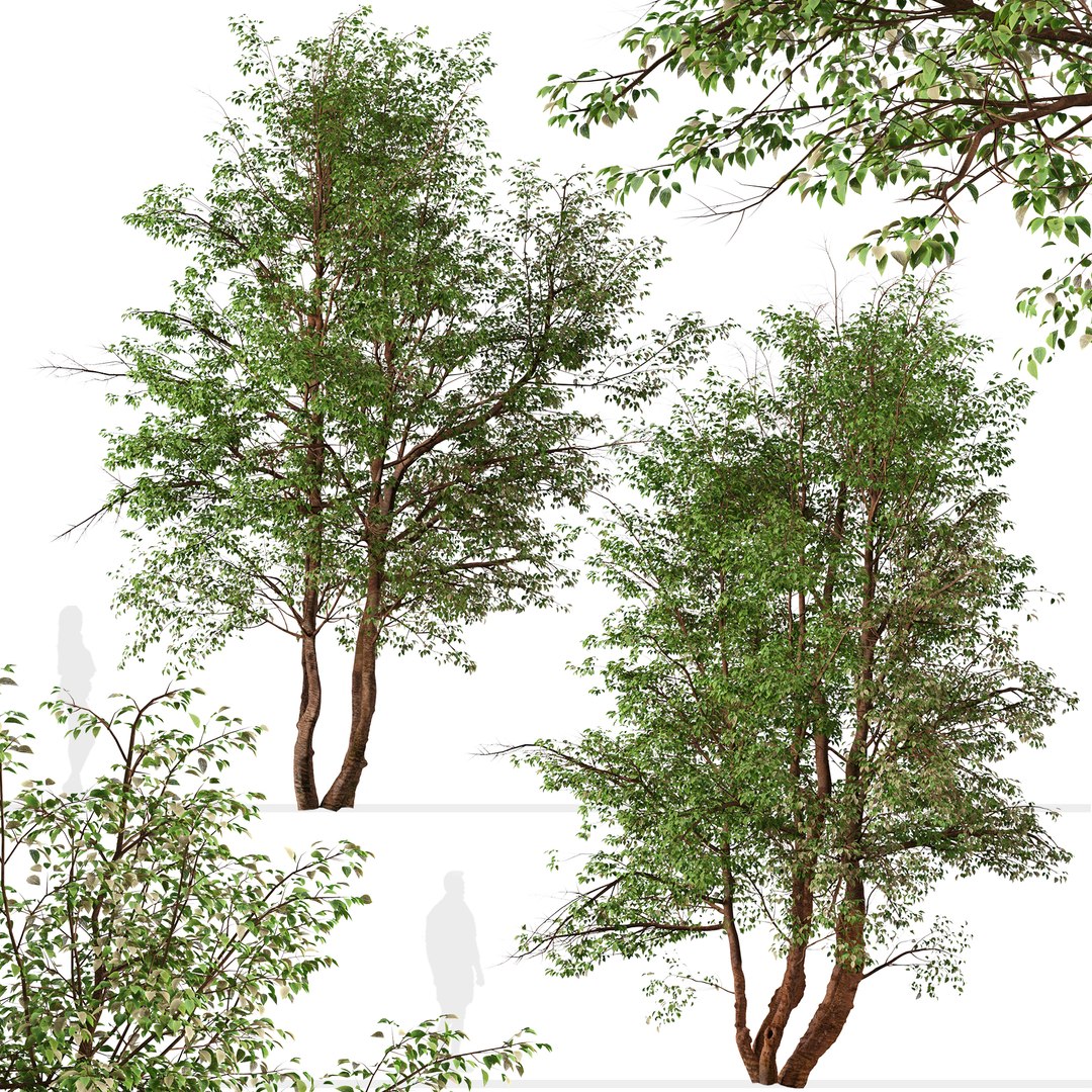 Set of Water Birch or Betula occidentalis Trees 3D - TurboSquid 1967314