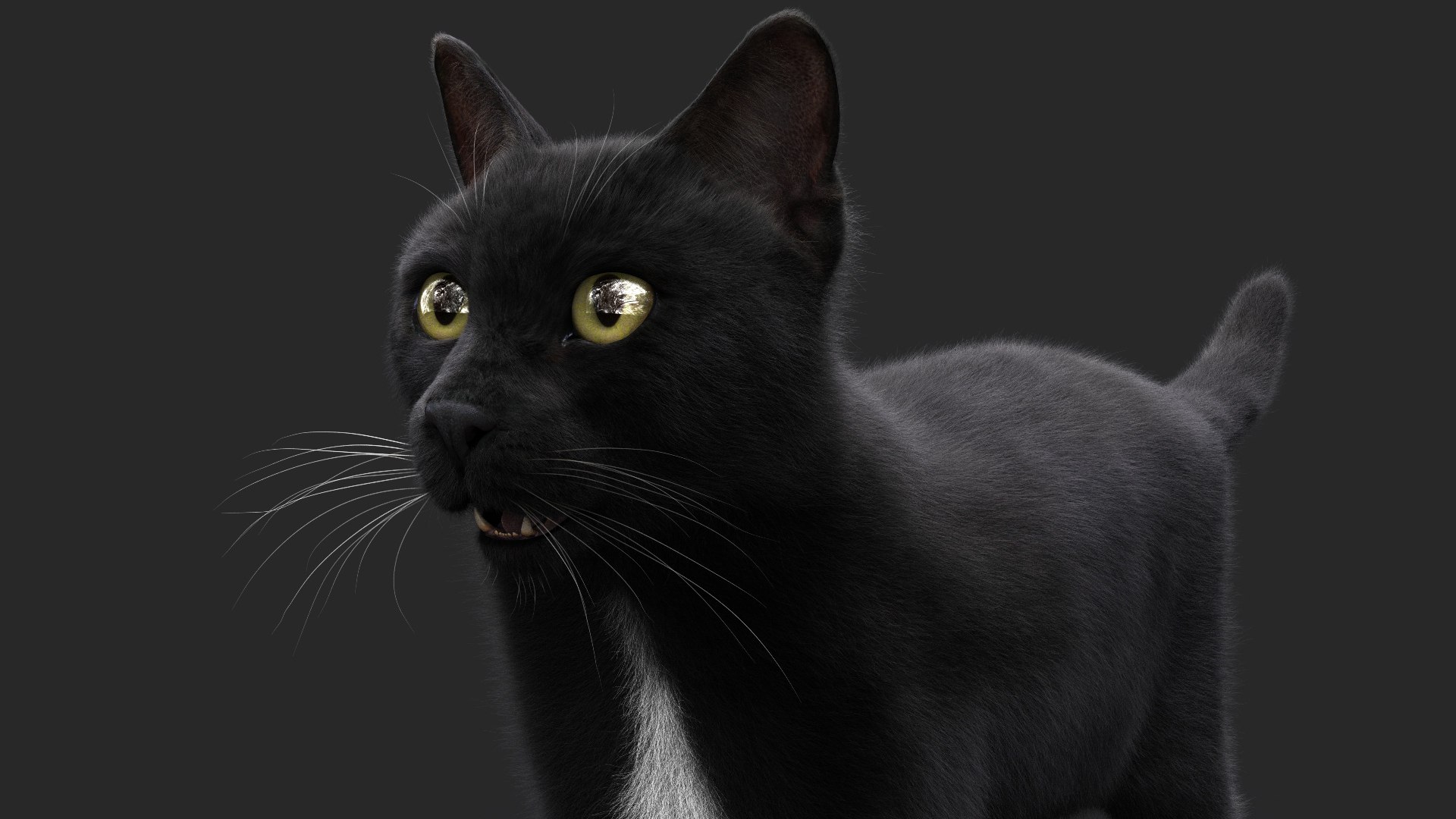 3D BLACK CAT RIG XGEN-CORE - TurboSquid 2075247