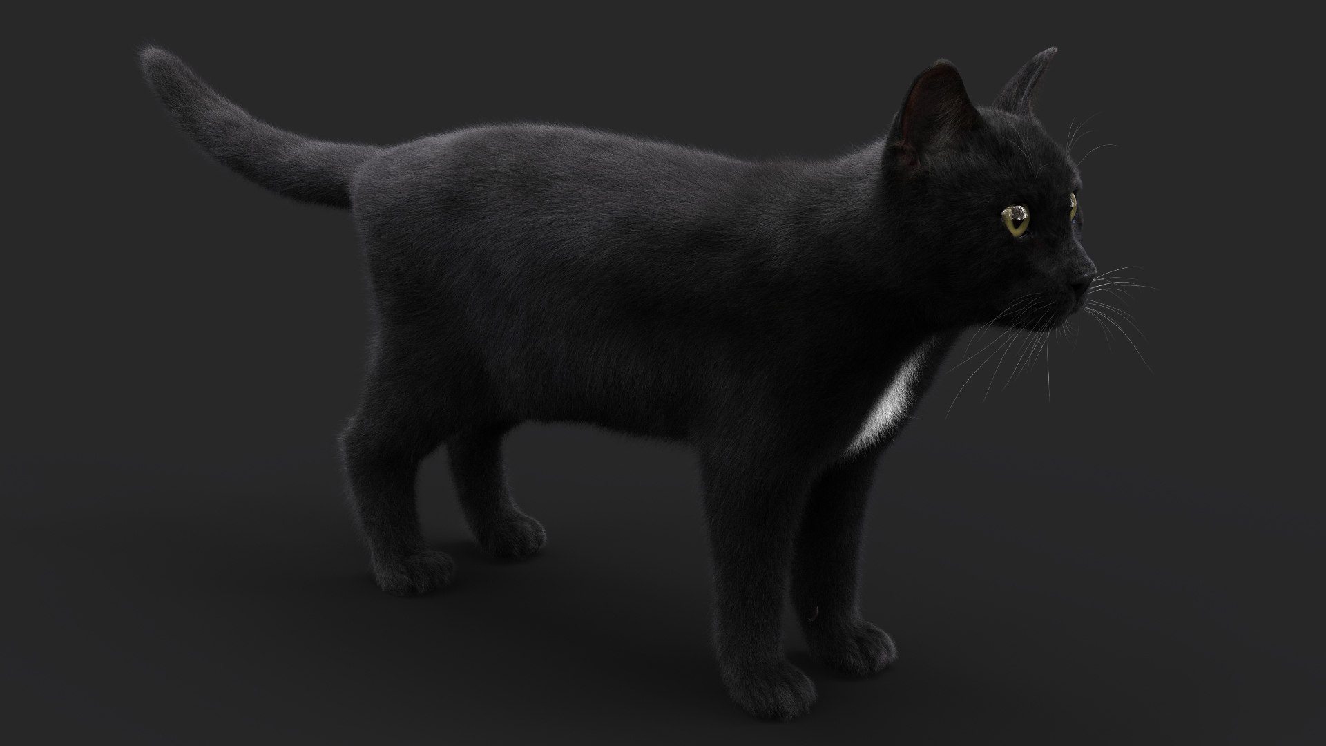 3D BLACK CAT RIG XGEN-CORE - TurboSquid 2075247