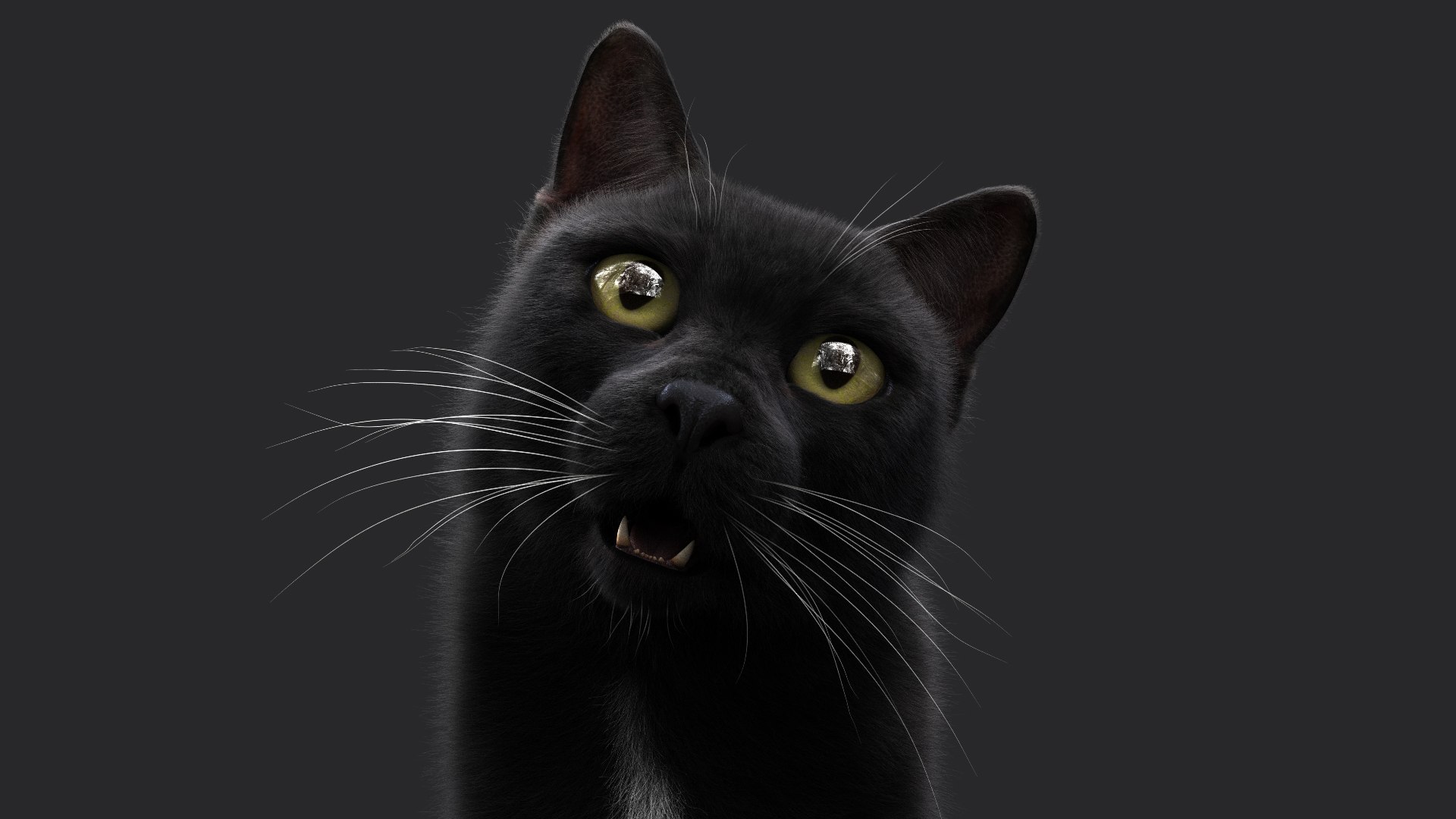 3D BLACK CAT RIG XGEN-CORE - TurboSquid 2075247