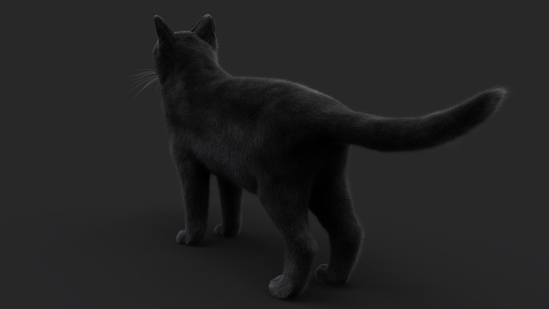 3D BLACK CAT RIG XGEN-CORE - TurboSquid 2075247