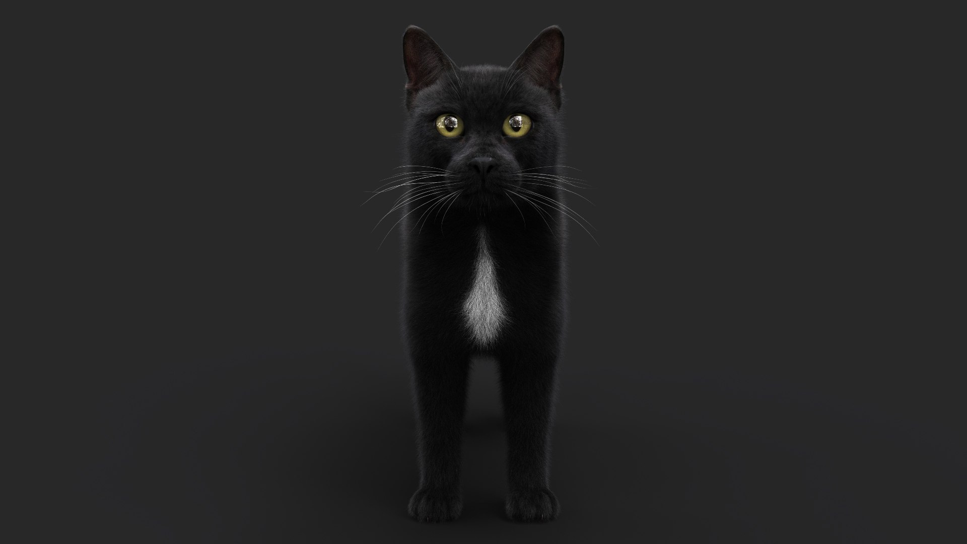 3D BLACK CAT RIG XGEN-CORE - TurboSquid 2075247