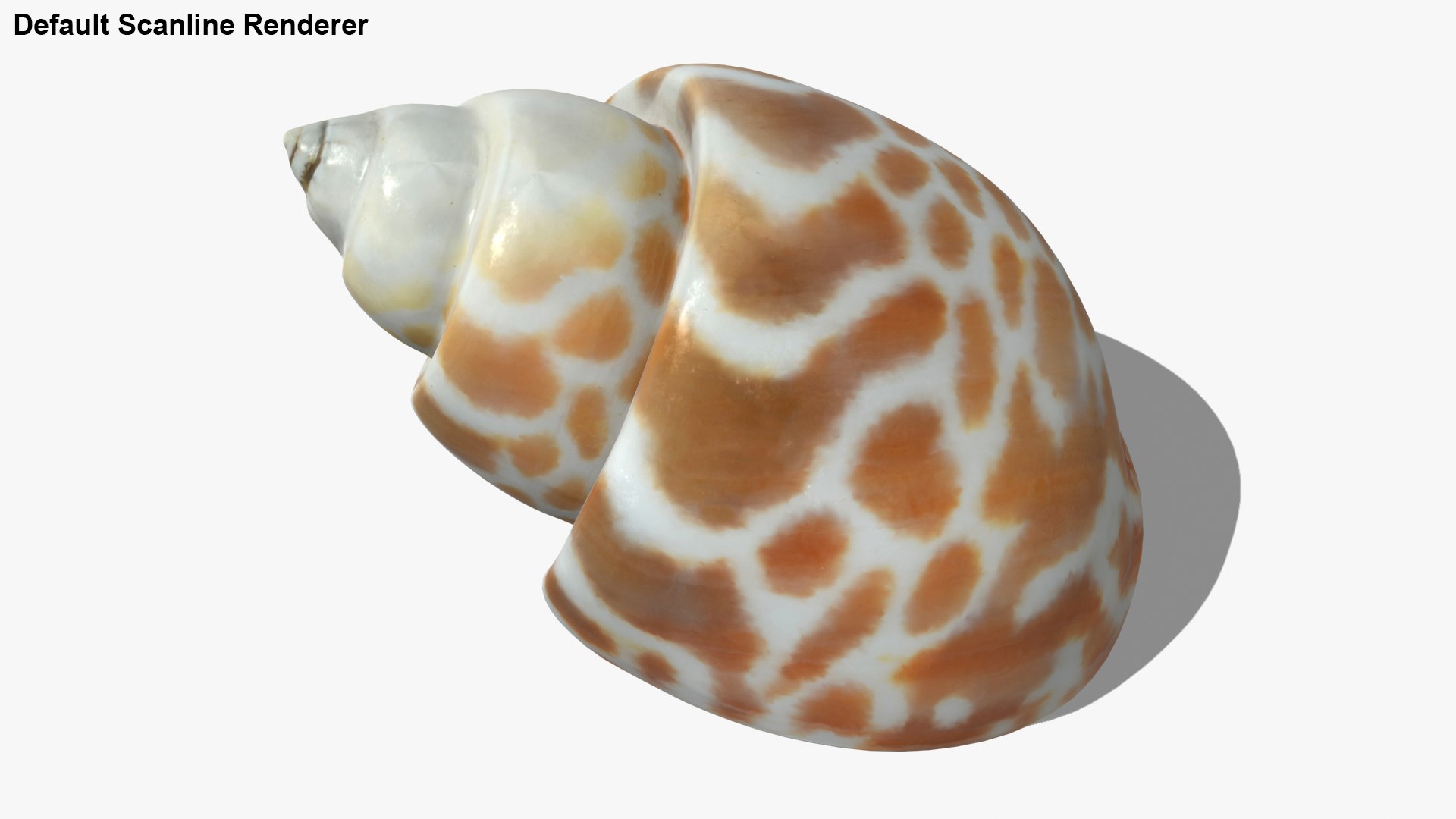 Sea shell seashell 3D model - TurboSquid 1698785