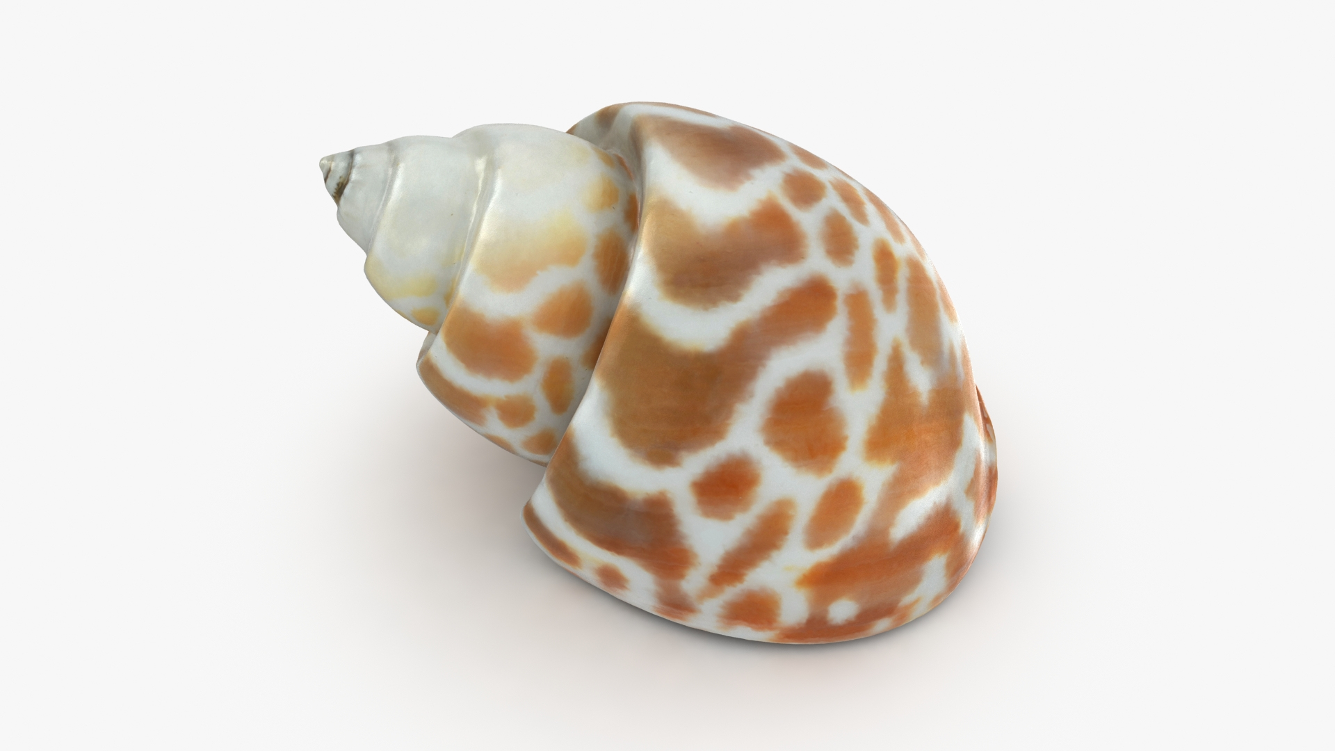 Sea Shell Seashell 3D Model - TurboSquid 1698785