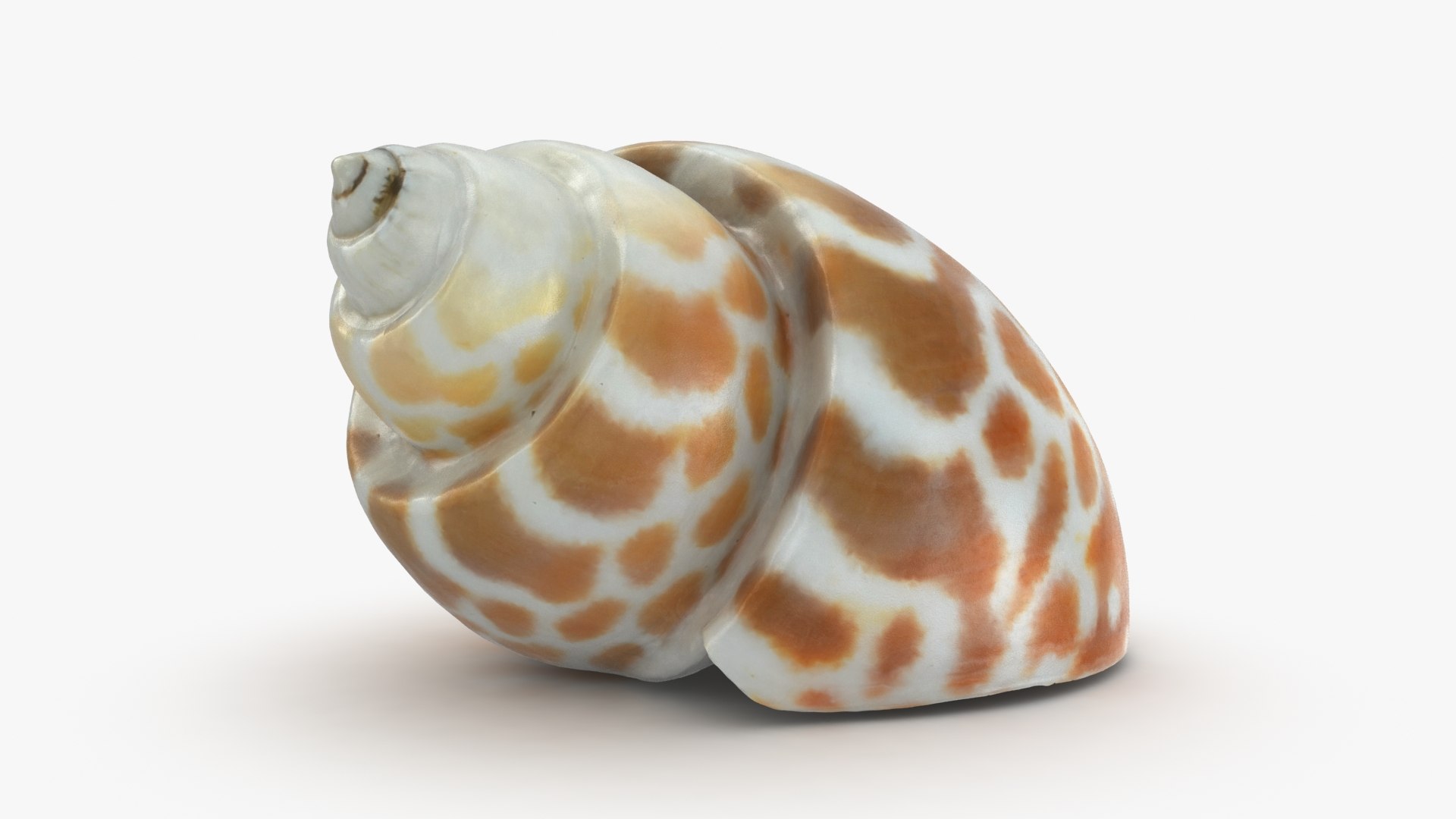 Sea Shell Seashell 3D Model - TurboSquid 1698785