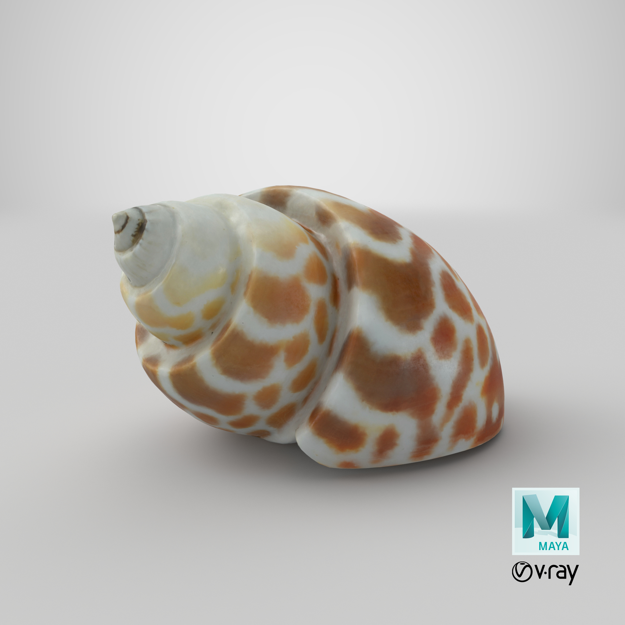 Sea shell seashell 3D model - TurboSquid 1698785