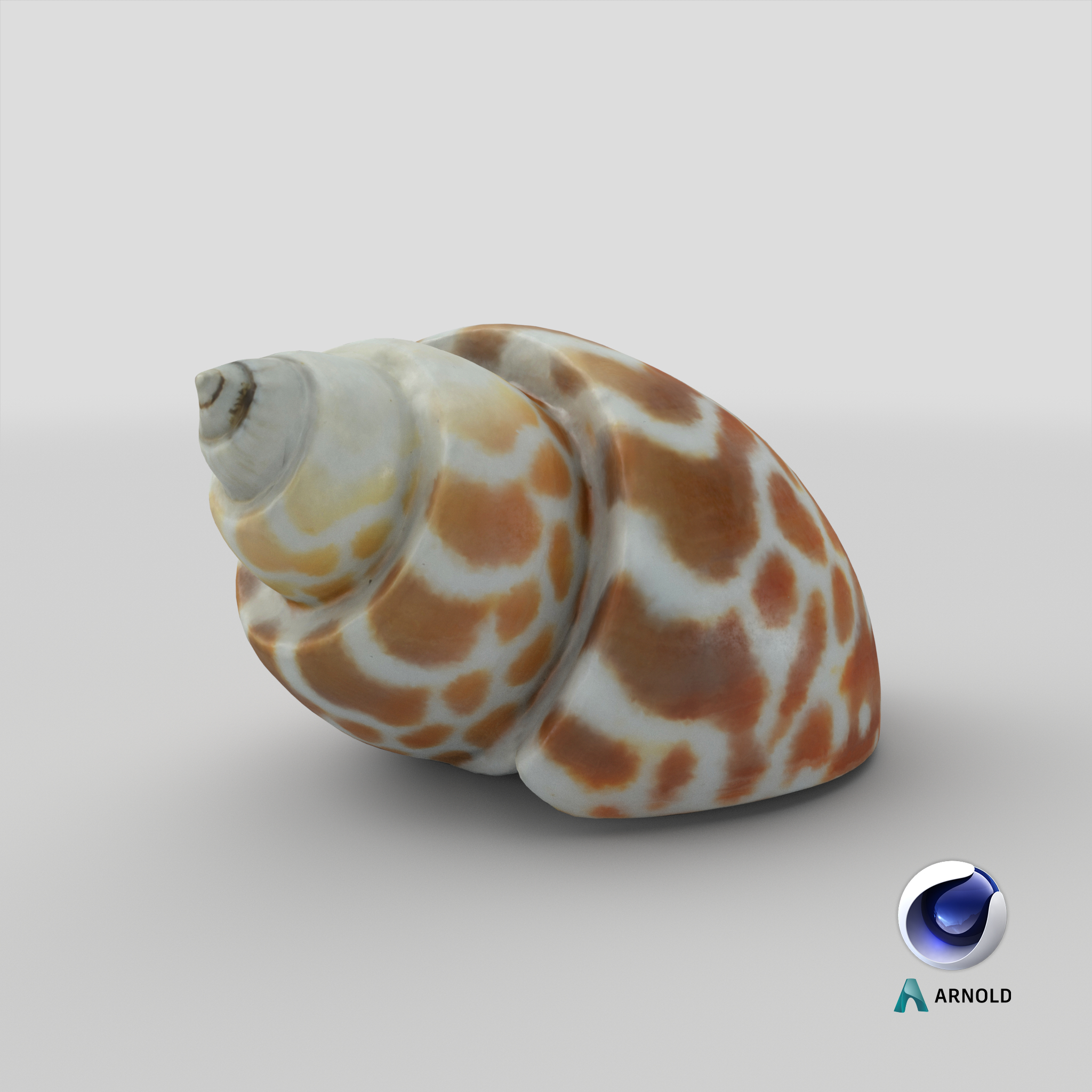Sea shell seashell 3D model - TurboSquid 1698785