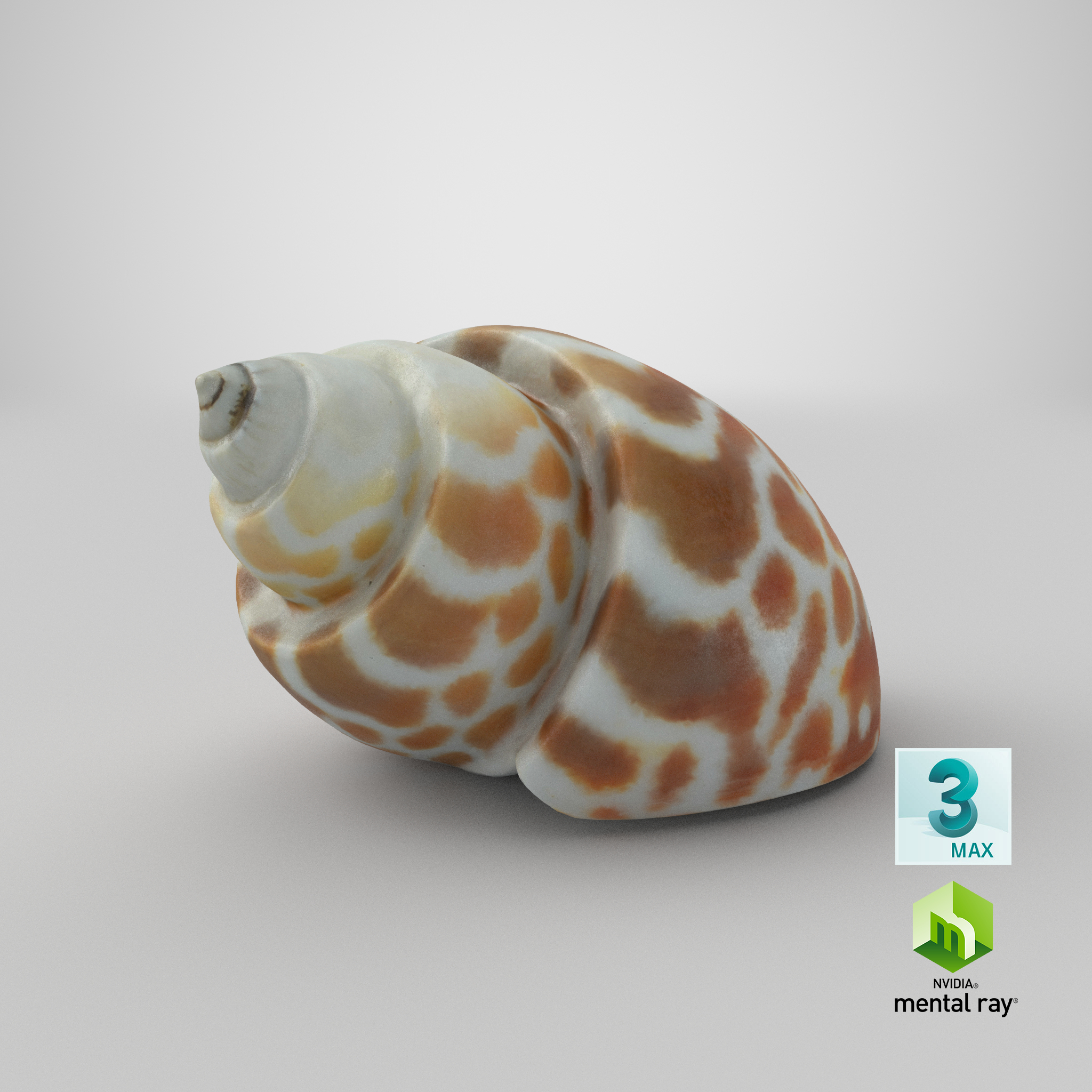 Sea shell seashell 3D model - TurboSquid 1698785