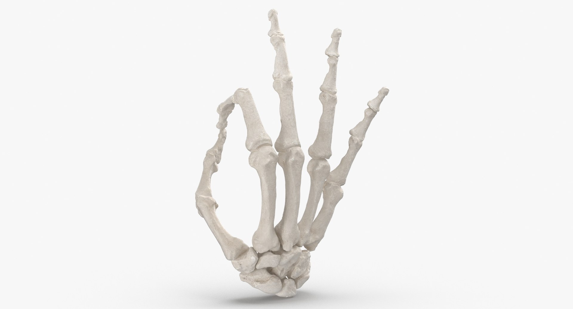 3D Human Hand Bones Ok Sign White And Yellow Collection 01 - 2 Models ...