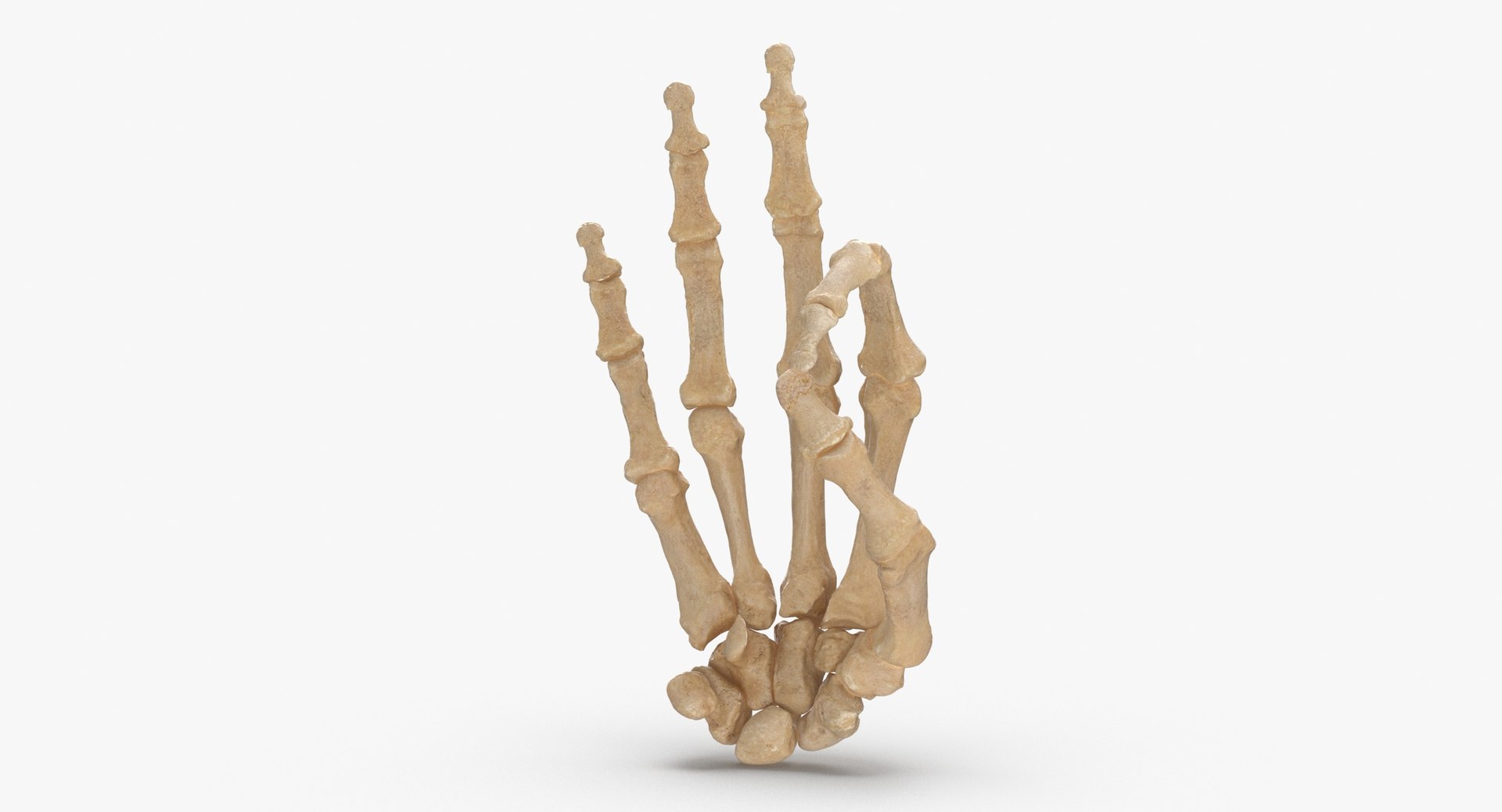 3D Human Hand Bones Ok Sign White And Yellow Collection 01 - 2 Models ...
