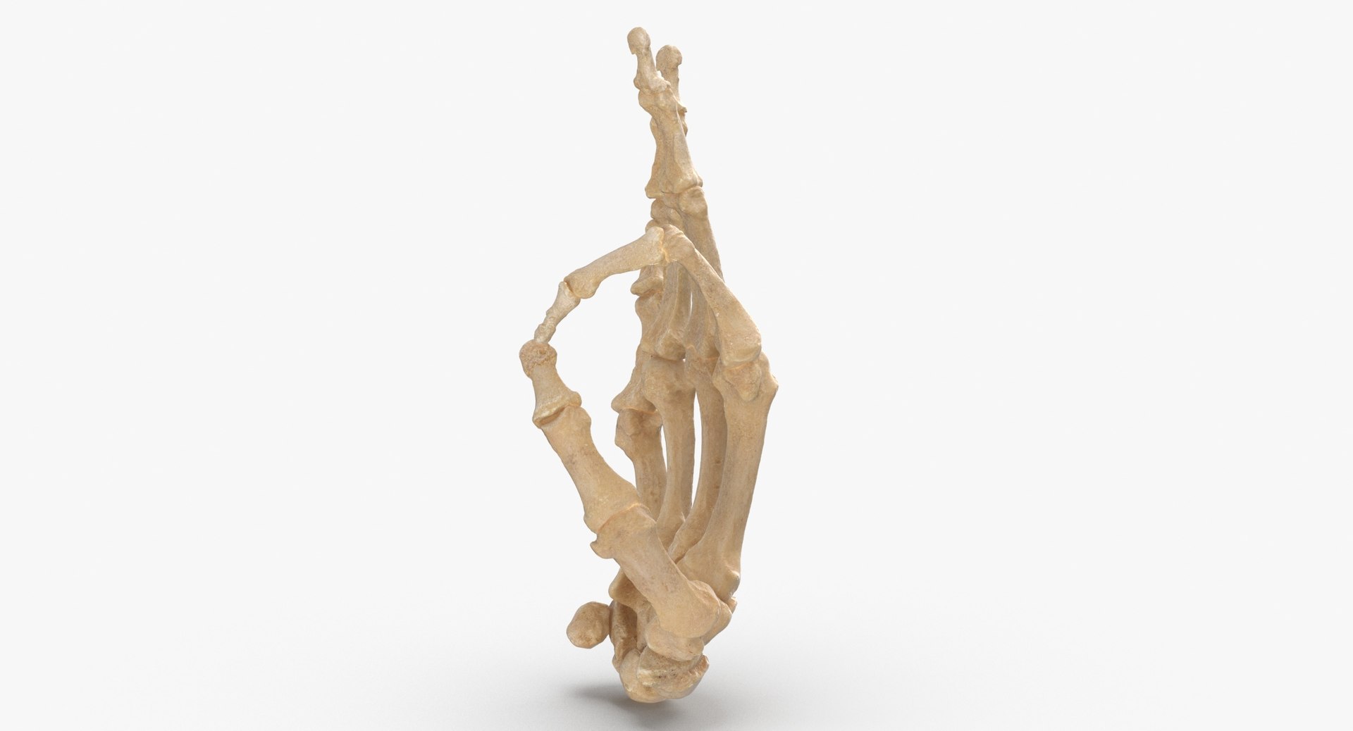 3D Human Hand Bones Ok Sign White And Yellow Collection 01 - 2 Models ...