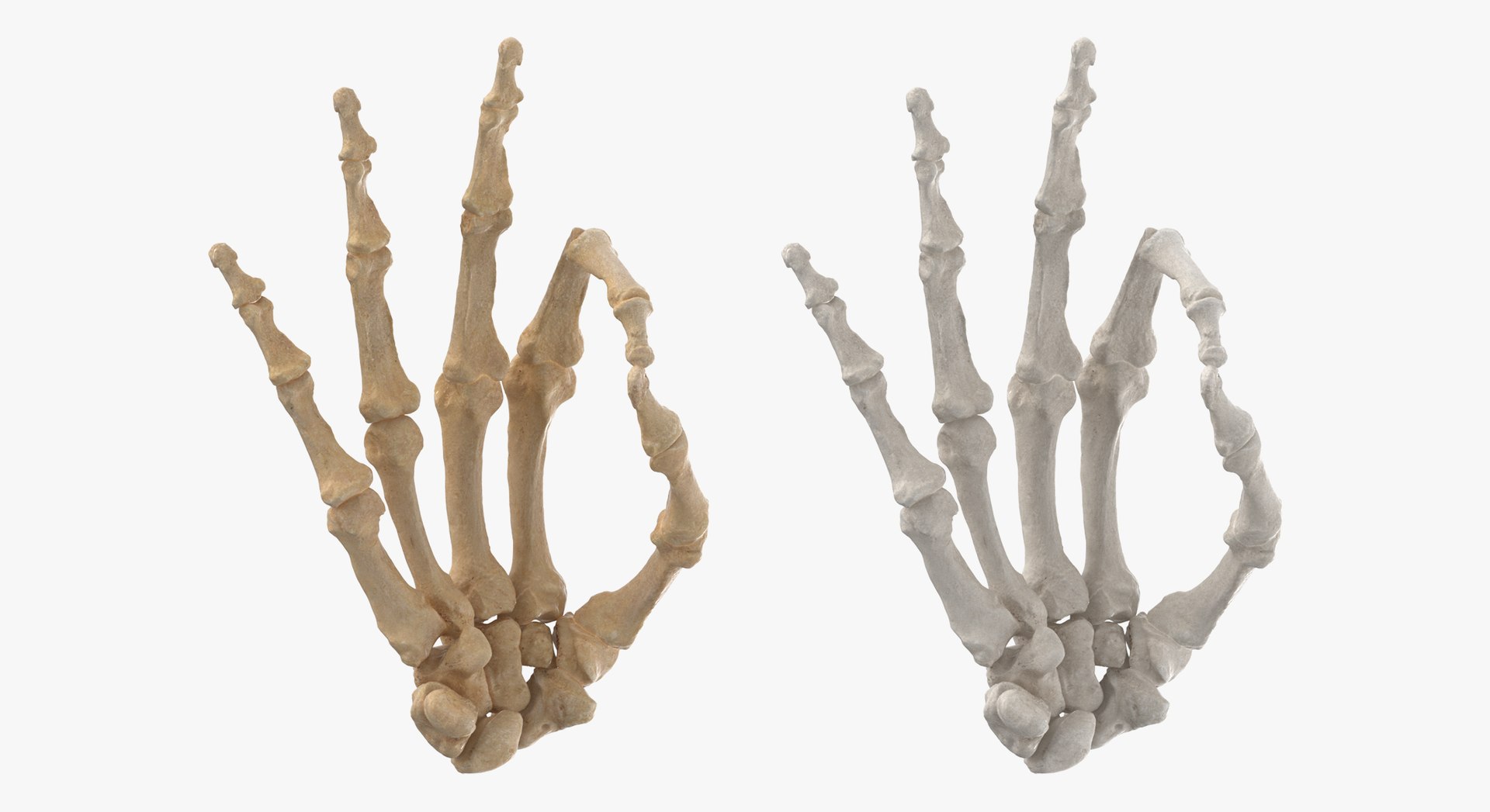 3D Human Hand Bones Ok Sign White And Yellow Collection 01 - 2 Models ...