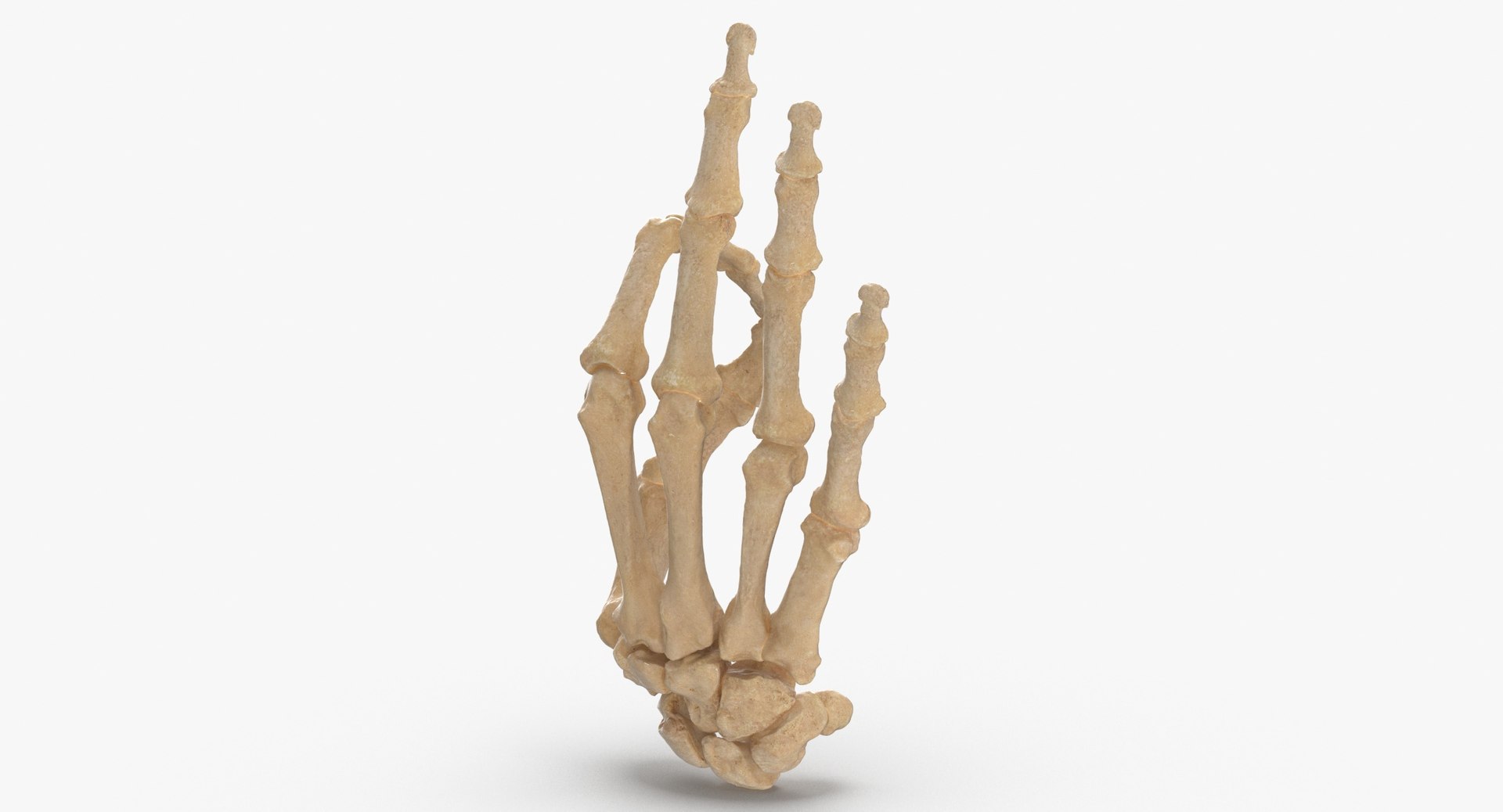 3D Human Hand Bones Ok Sign White And Yellow Collection 01 - 2 Models ...