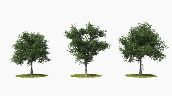 3D tree wind animation - TurboSquid 1487086