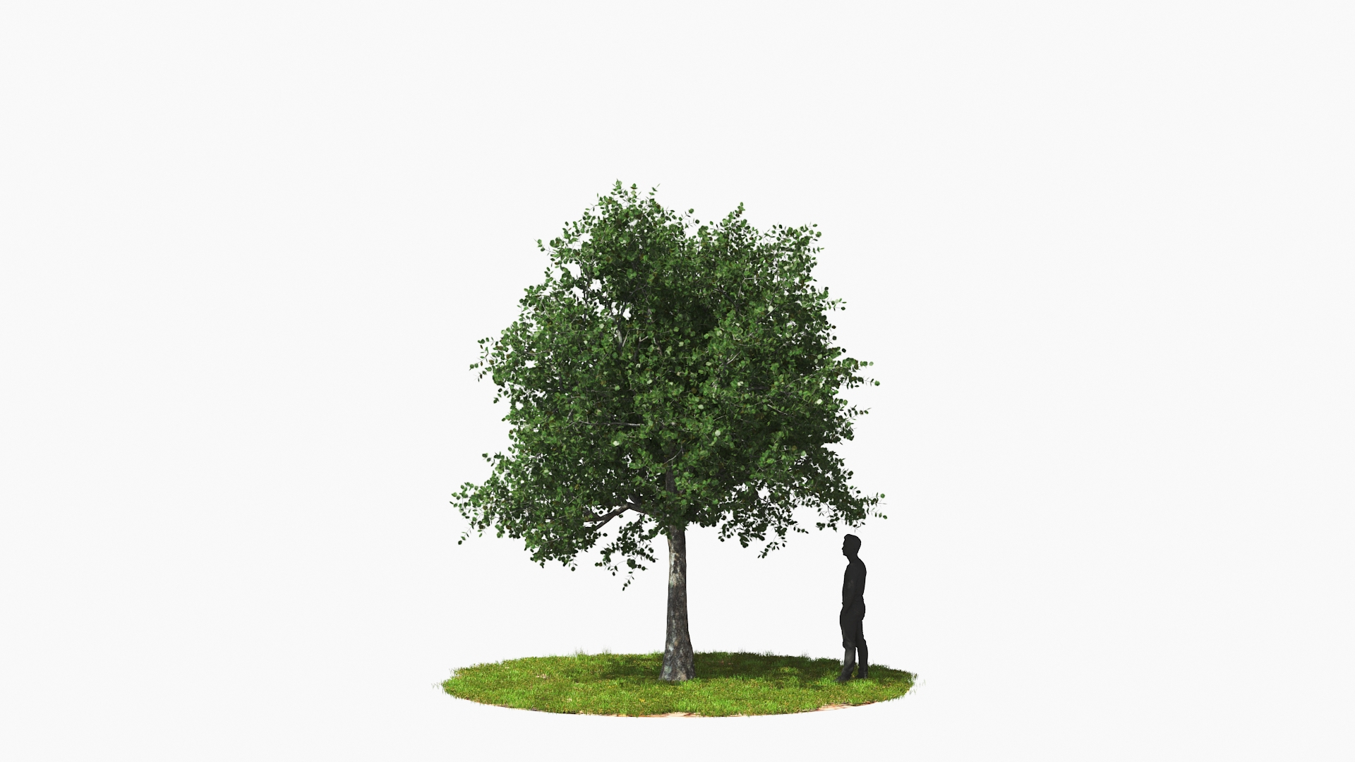 Tree animation 3D - TurboSquid 1481442