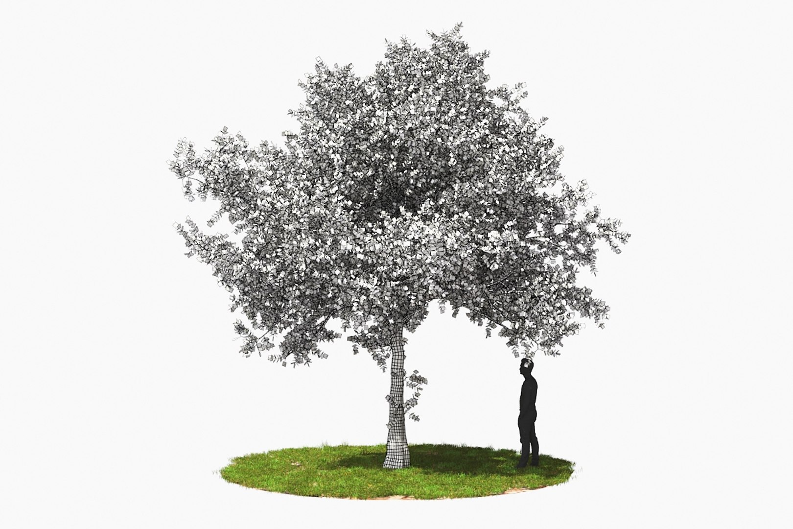 Tree animation 3D - TurboSquid 1481442