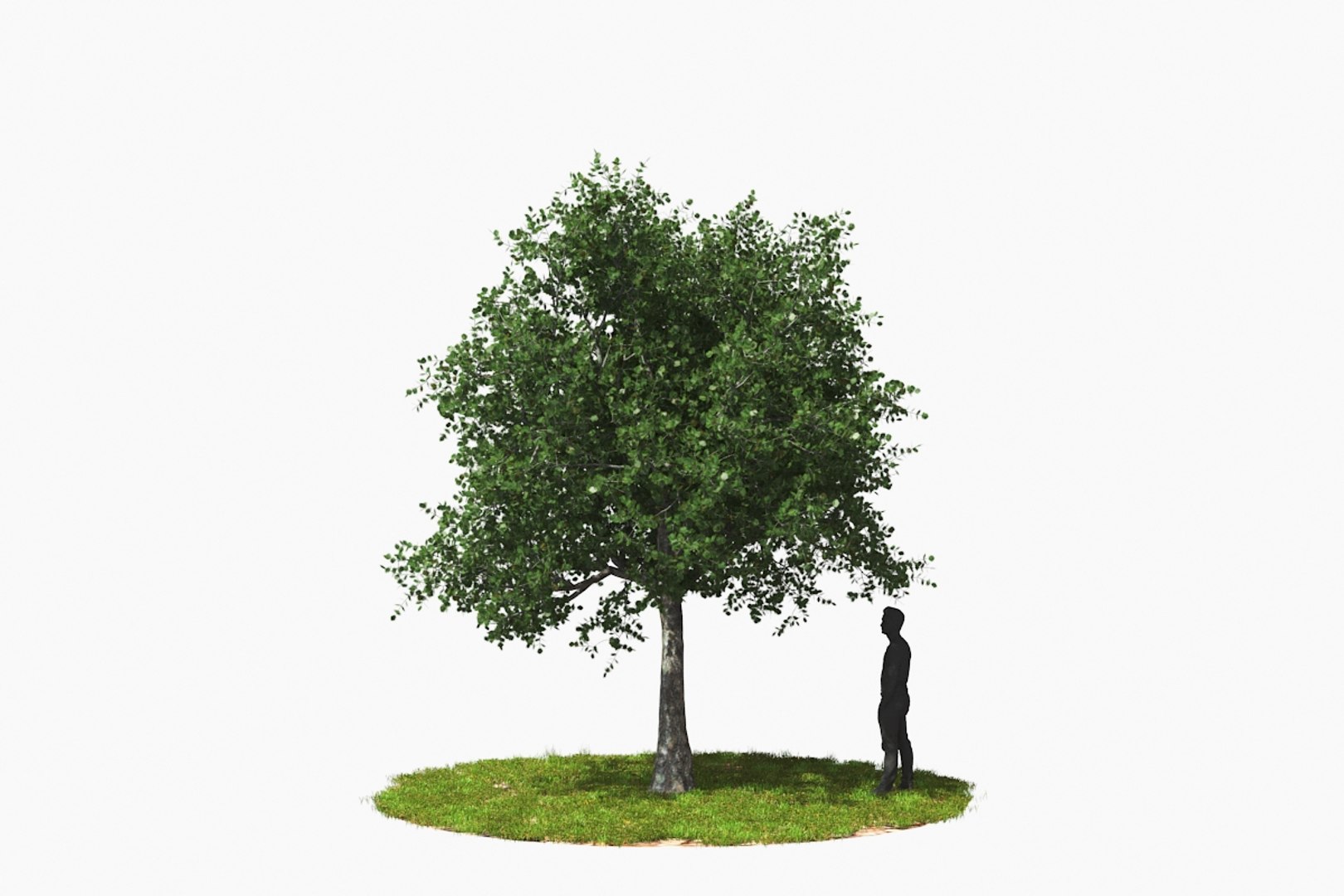 Tree animation 3D - TurboSquid 1481442