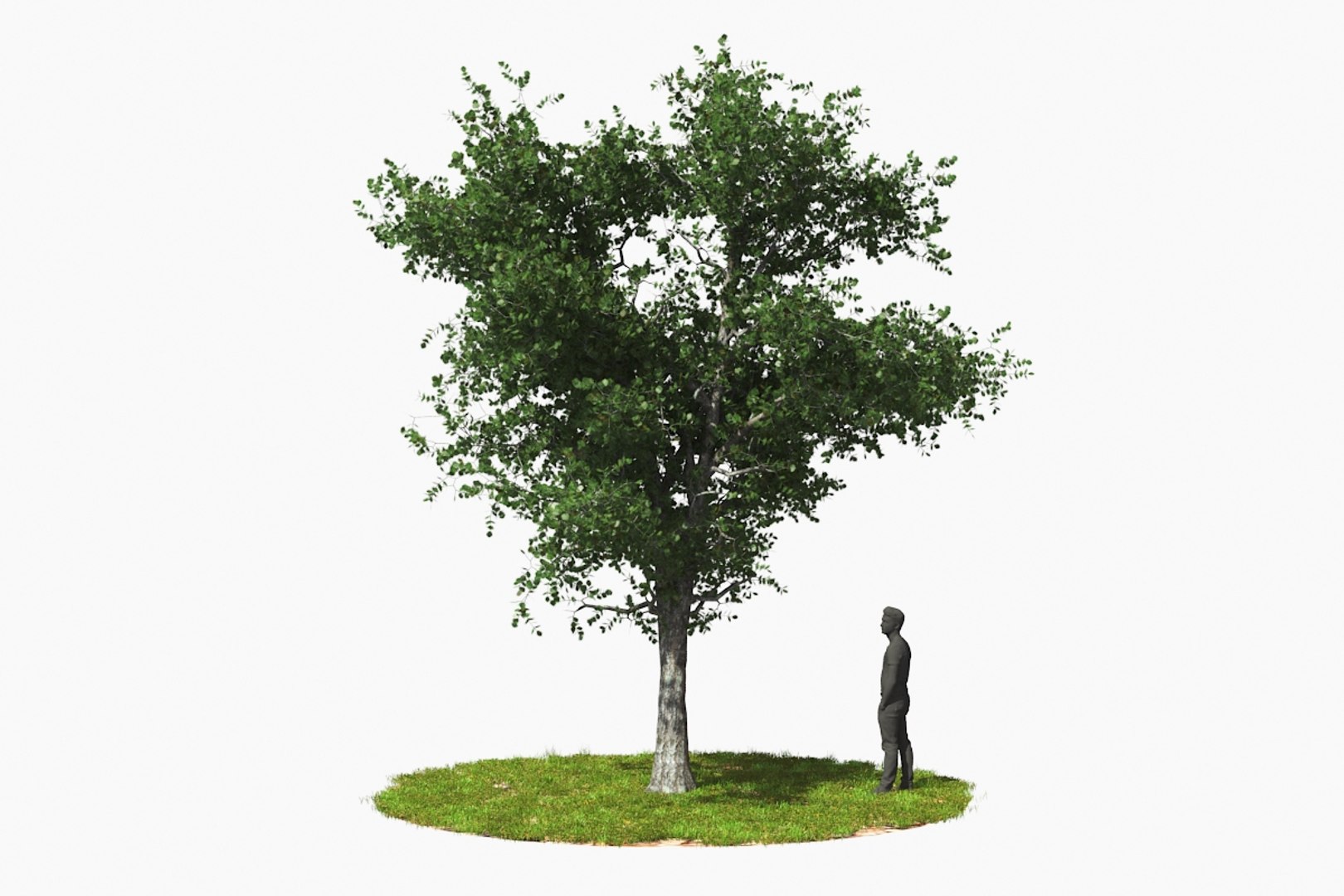 Tree animation 3D - TurboSquid 1481442