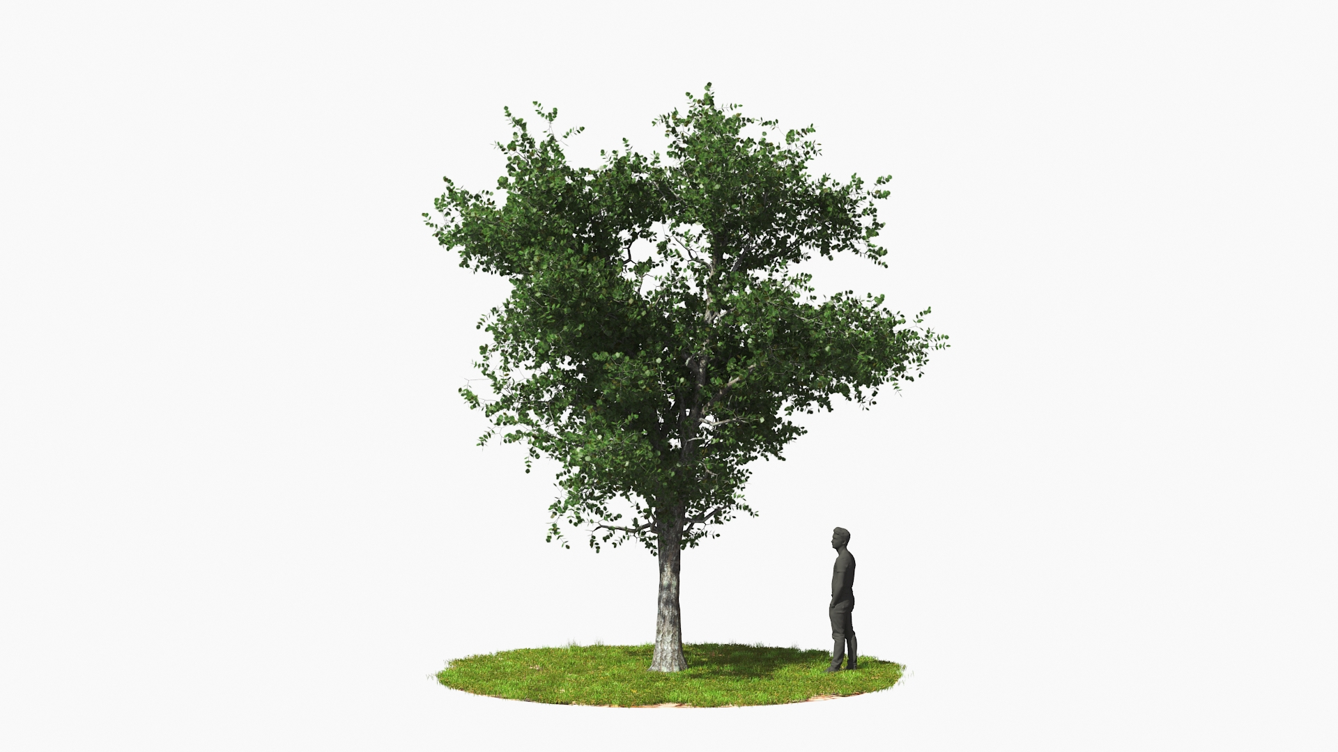 Tree animation 3D - TurboSquid 1481442