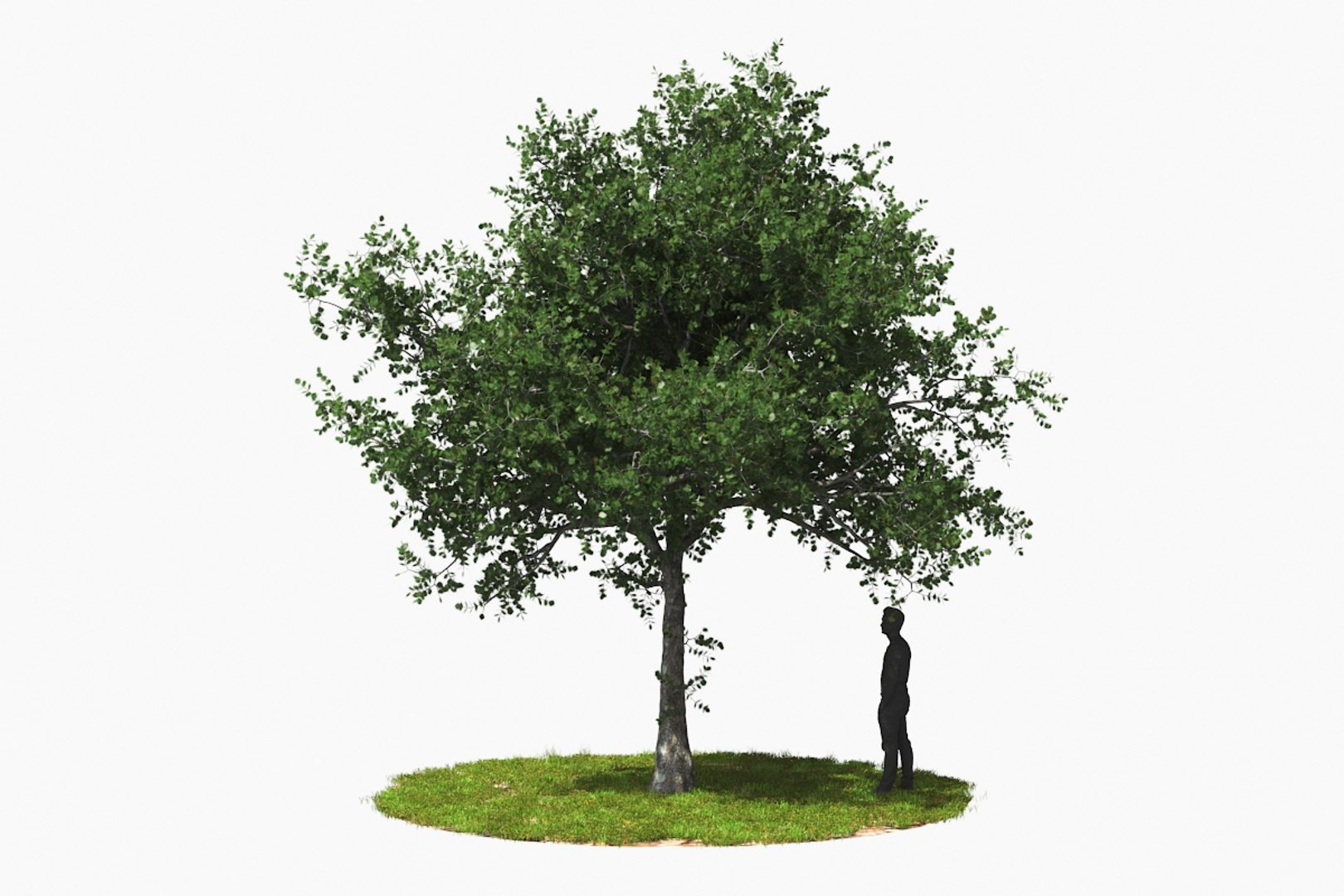 Tree animation 3D - TurboSquid 1481442