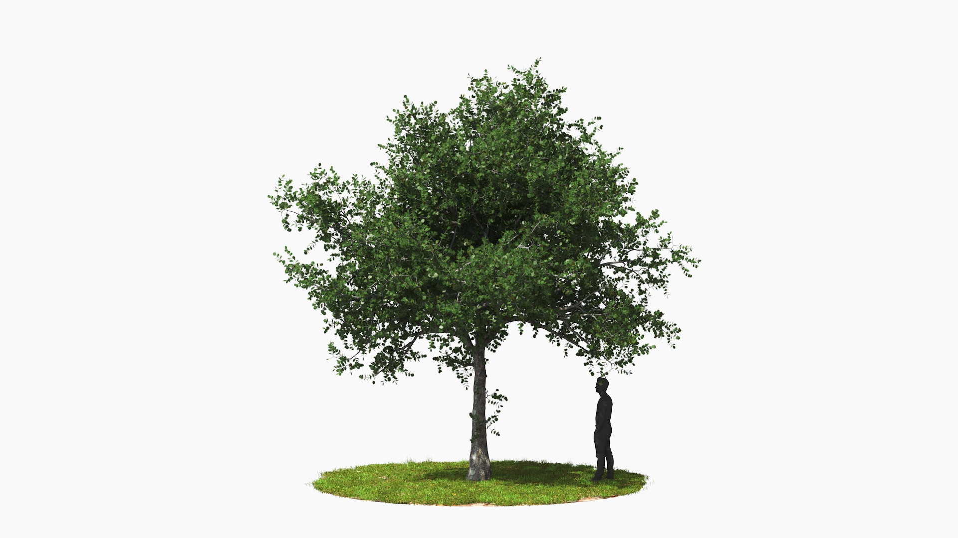 Tree animation 3D - TurboSquid 1481442