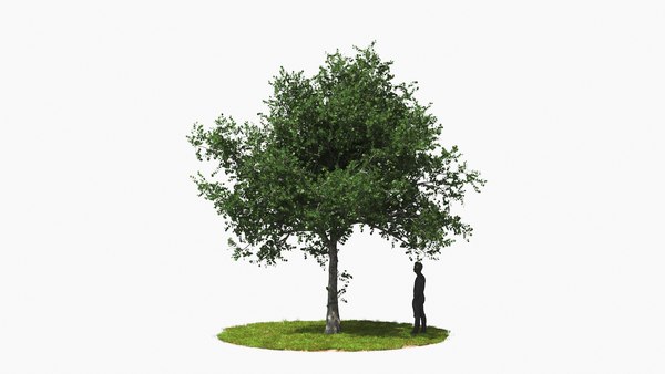Tree animation 3D - TurboSquid 1481442