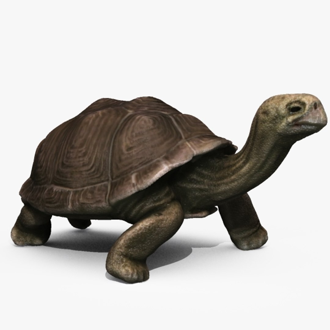 3d Model Galapagos Tortoise