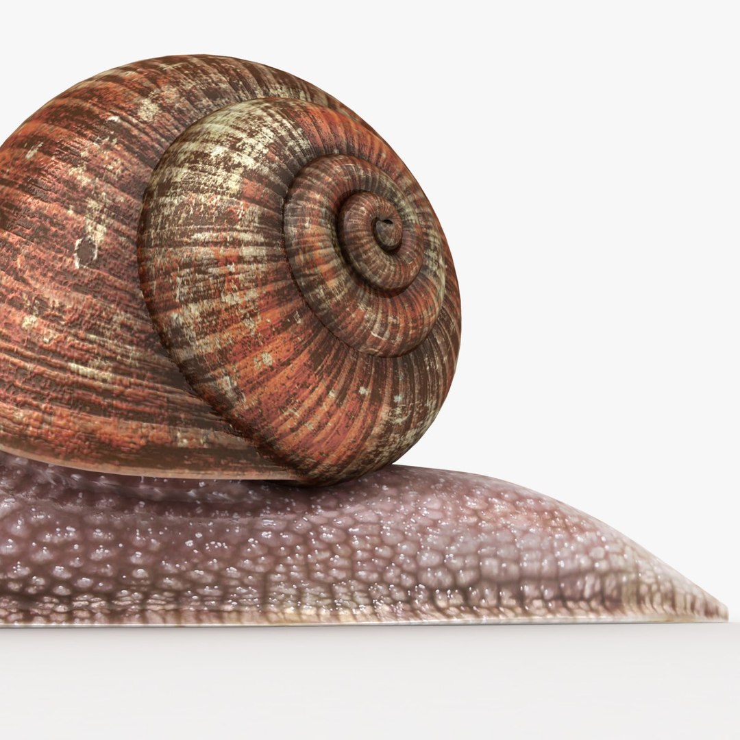 3d model snail