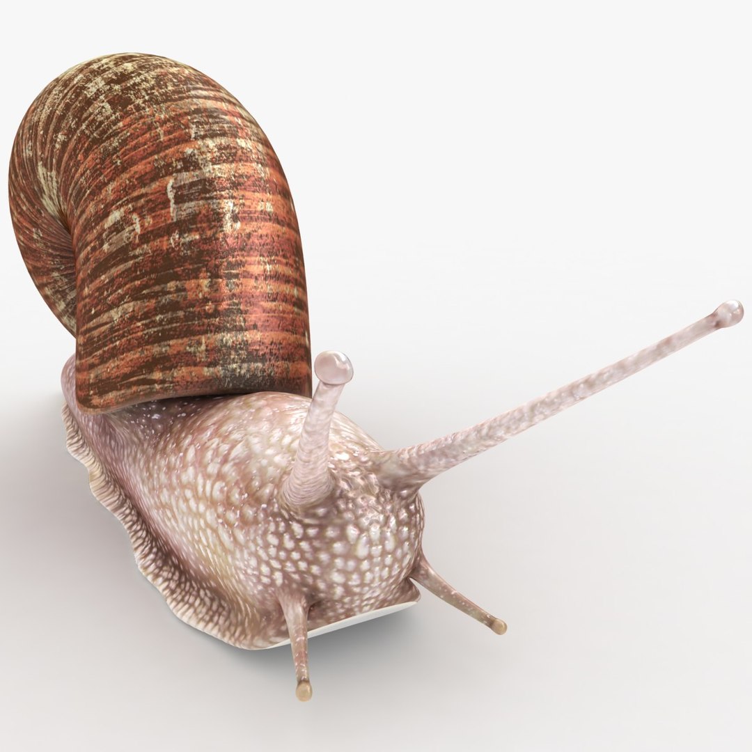 3d model snail