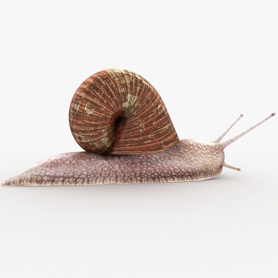 3d model snail