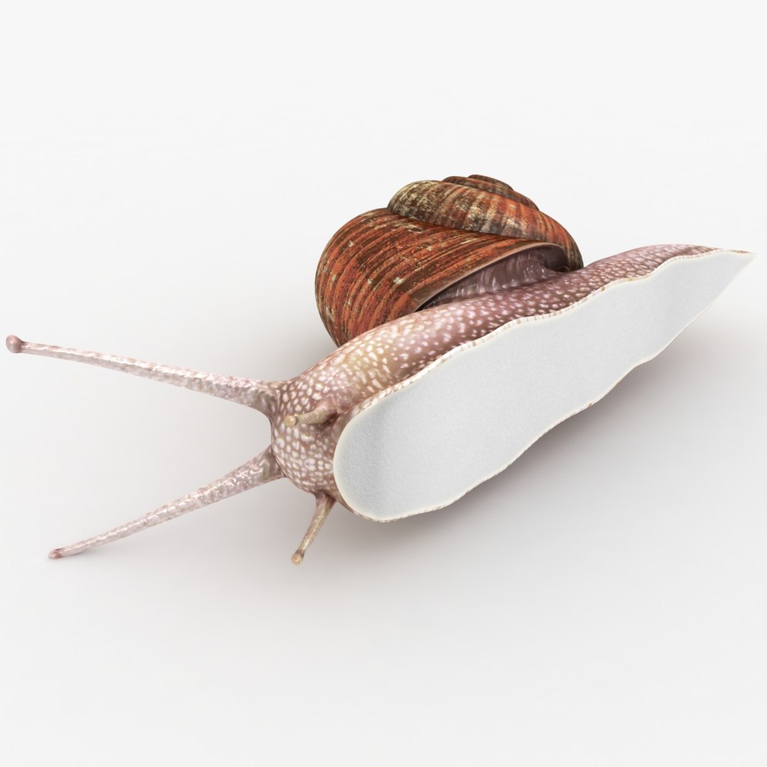 3d model snail