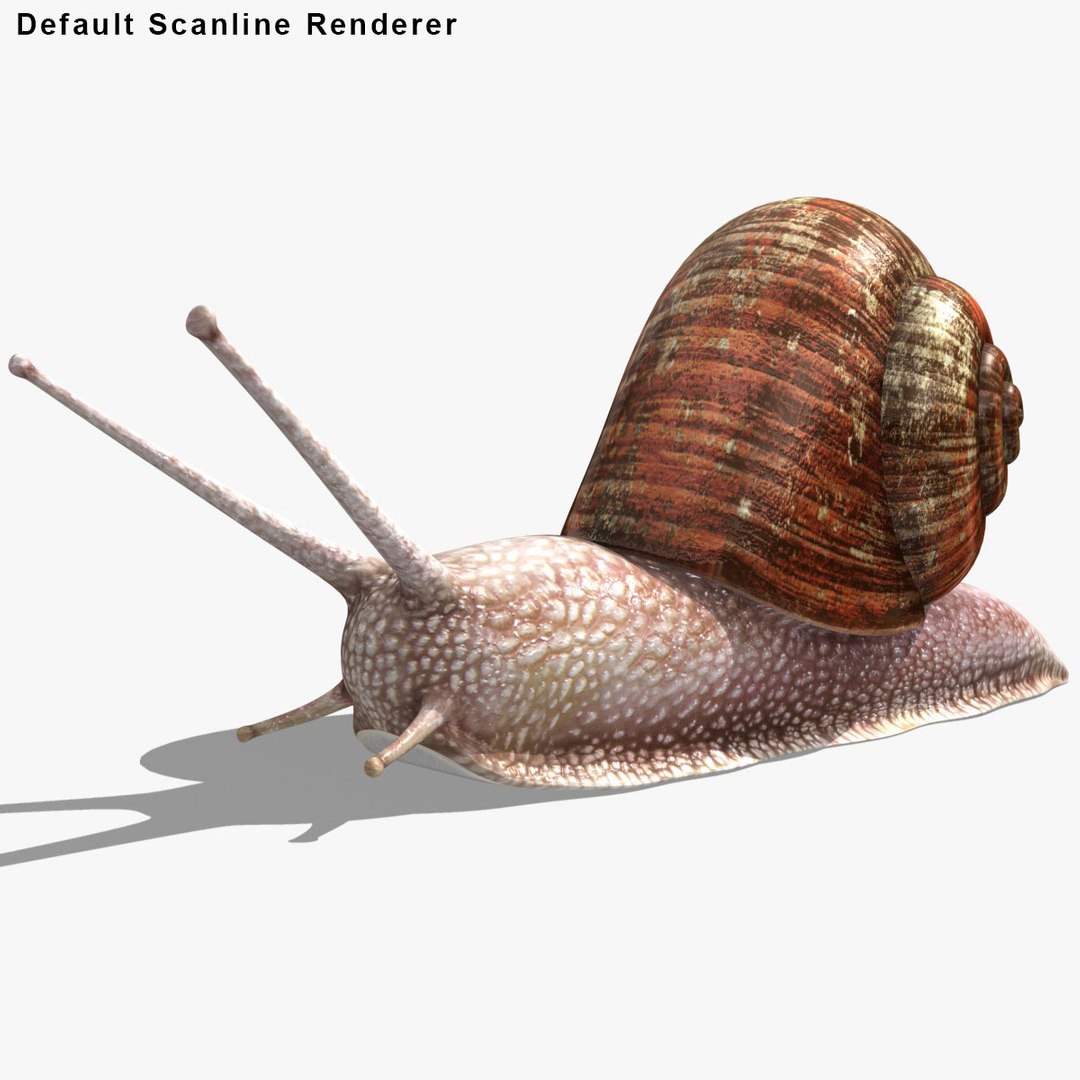 3d model snail