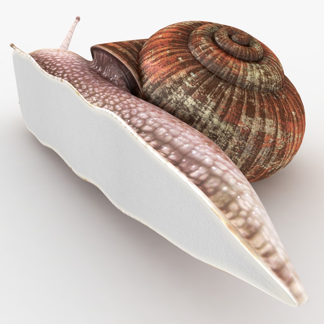 3d model snail