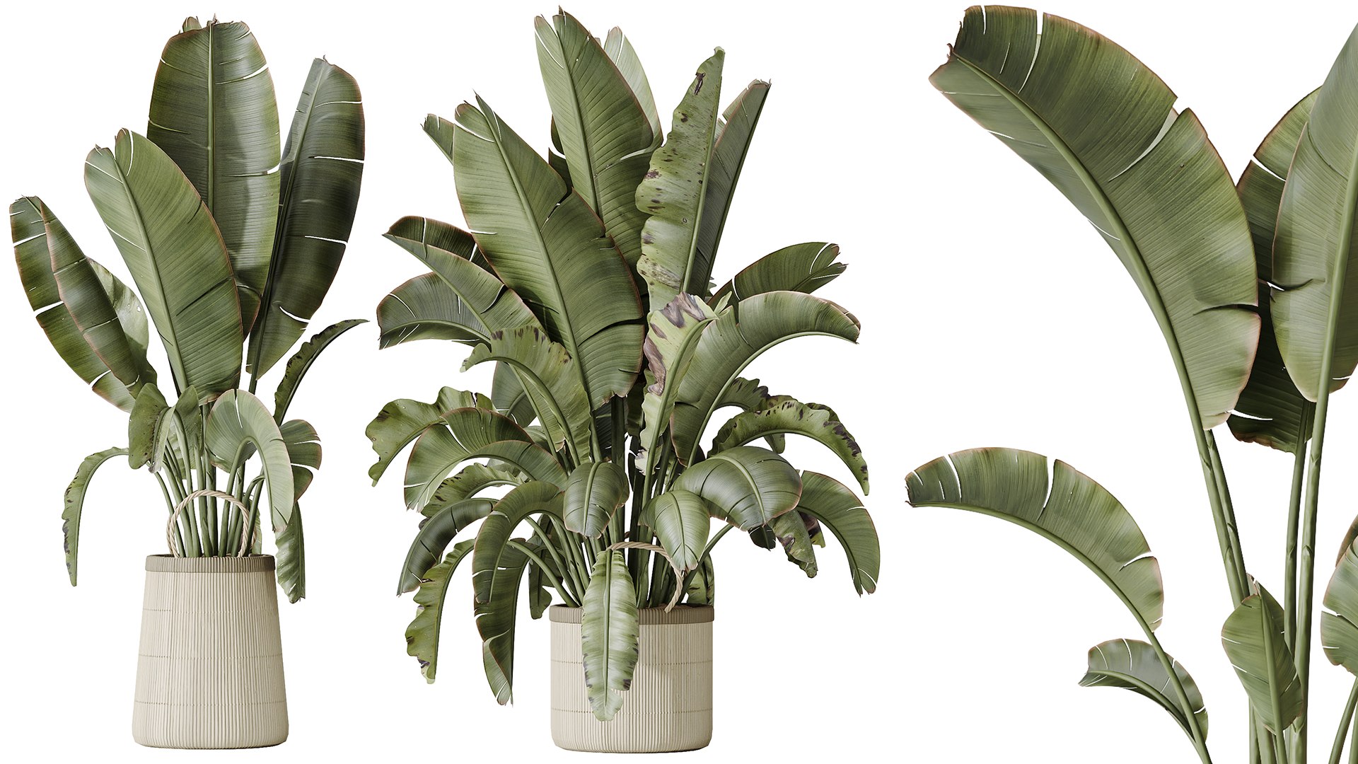 3D AV Indoor Plants Set 146 Ravenala Banana Strelitzia Nicolai Bird Of ...