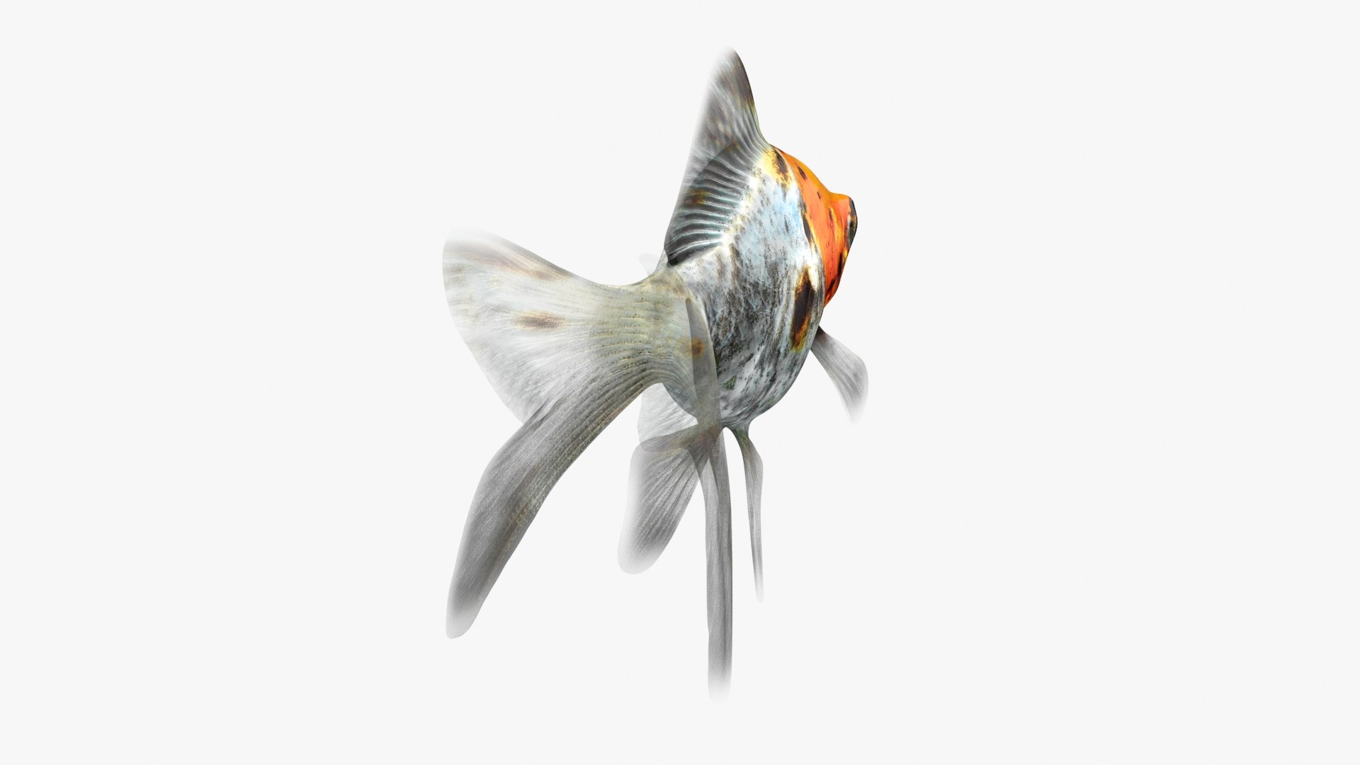Calico Ryukin Goldfish 3D Model - TurboSquid 2298039