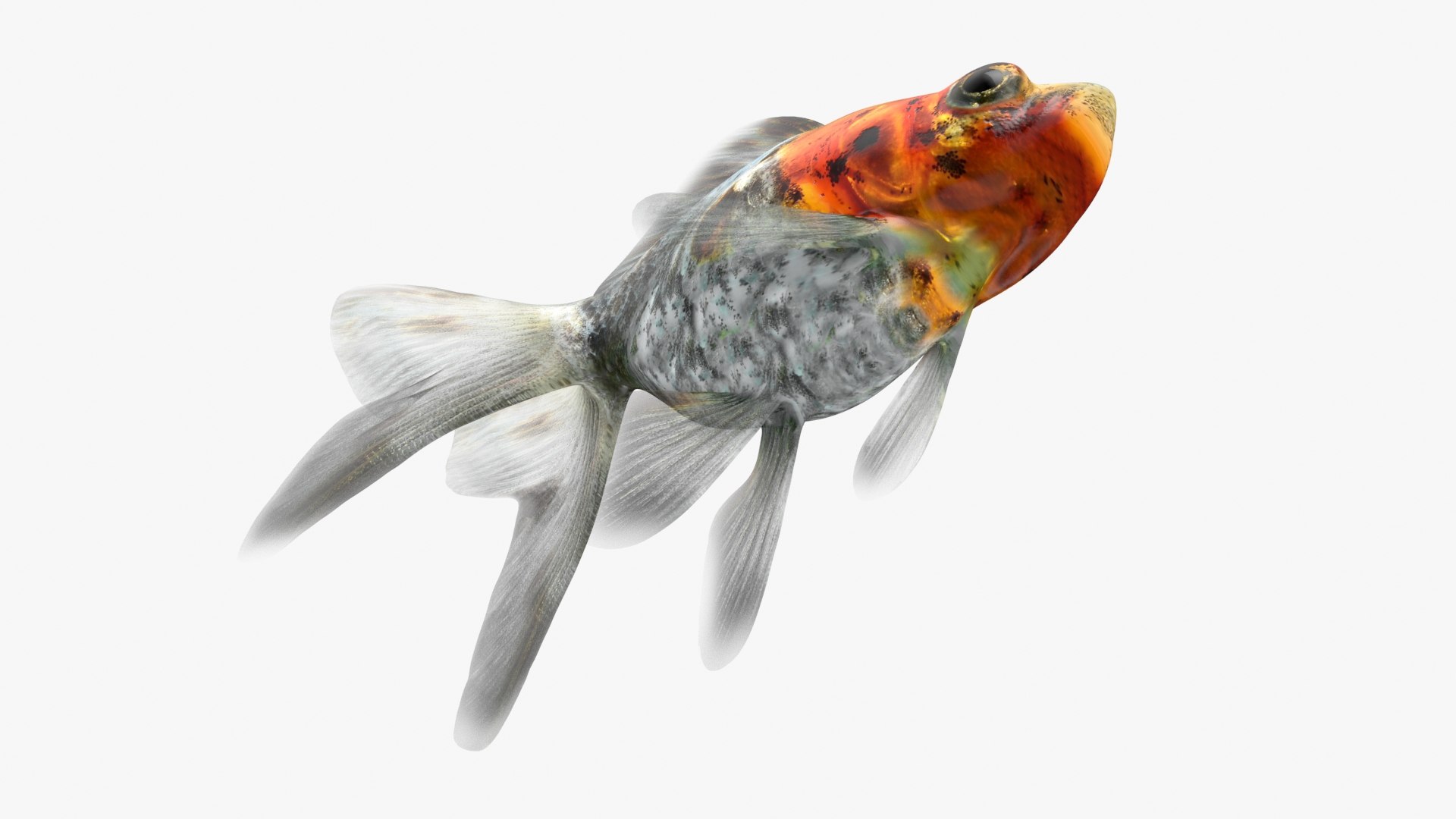 Calico Ryukin Goldfish 3D Model - TurboSquid 2298039