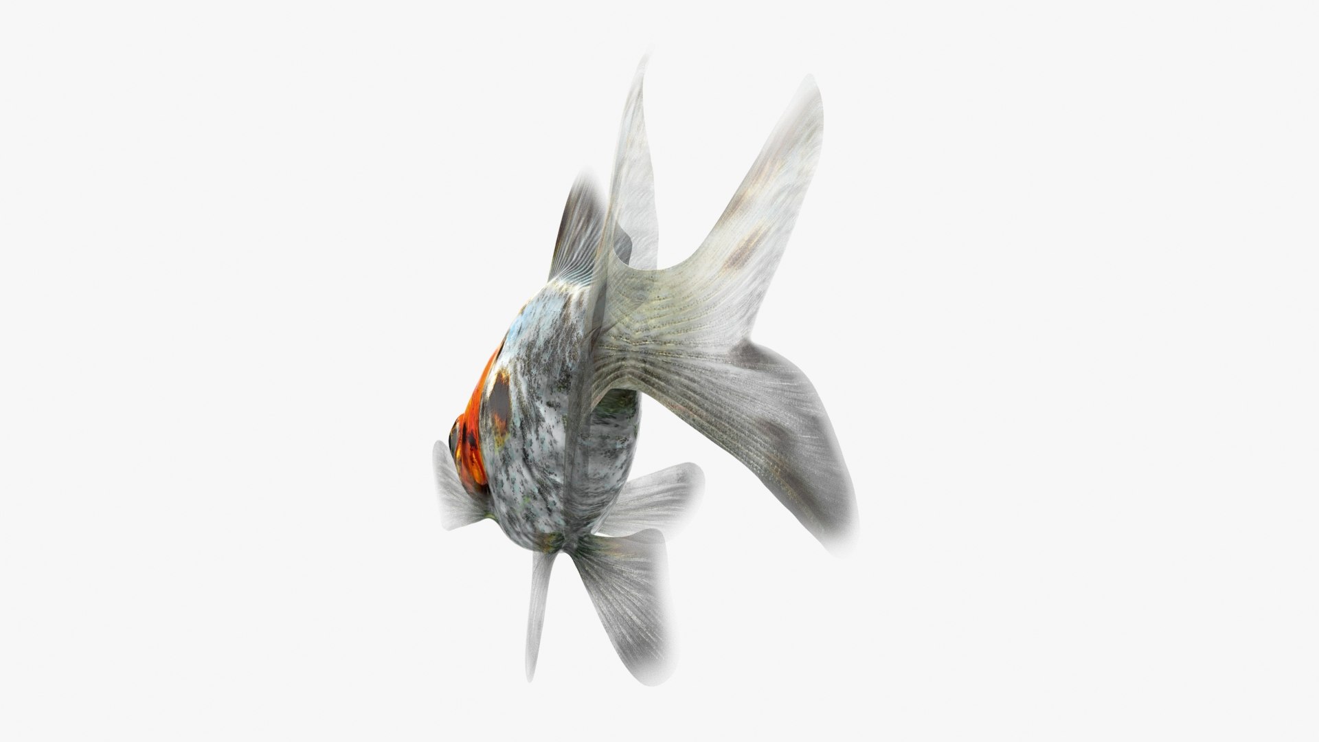 Calico Ryukin Goldfish 3D Model - TurboSquid 2298039