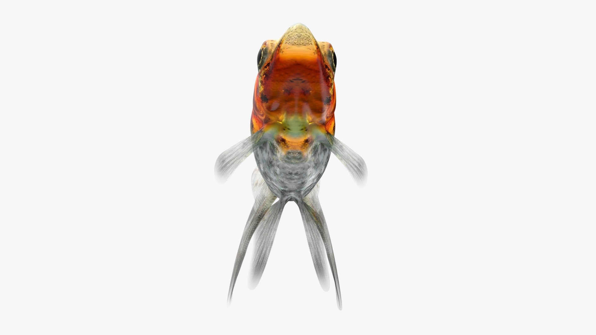 Calico Ryukin Goldfish 3D Model - TurboSquid 2298039