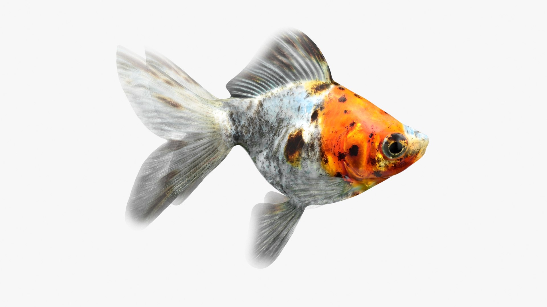 Calico Ryukin Goldfish 3D Model - TurboSquid 2298039