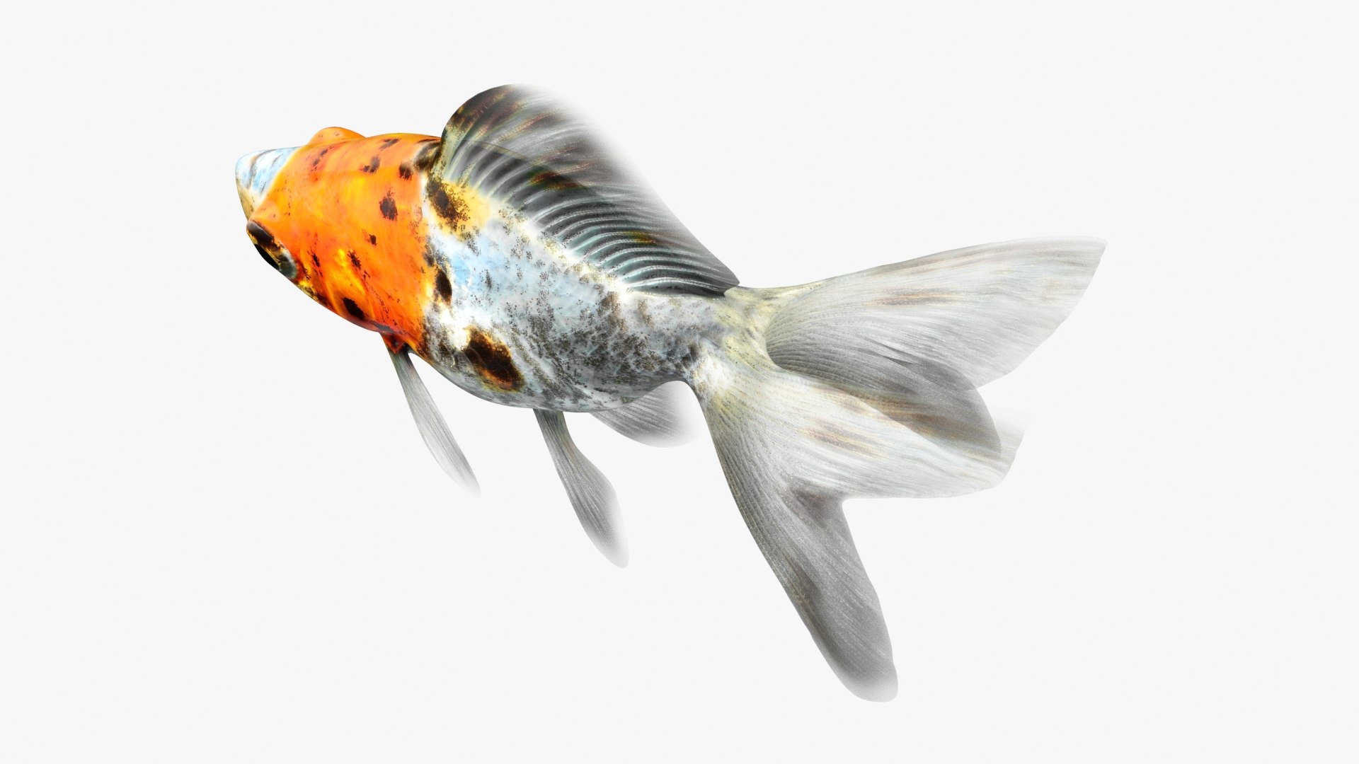 Calico Ryukin Goldfish 3D Model - TurboSquid 2298039