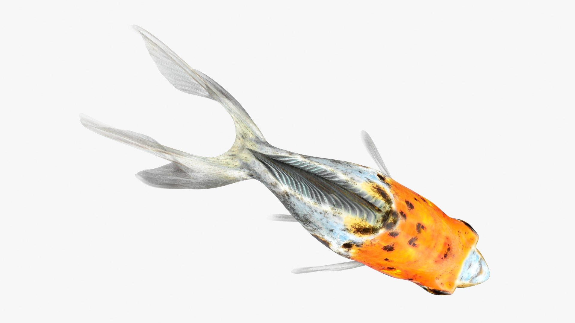 Calico Ryukin Goldfish 3D Model - TurboSquid 2298039