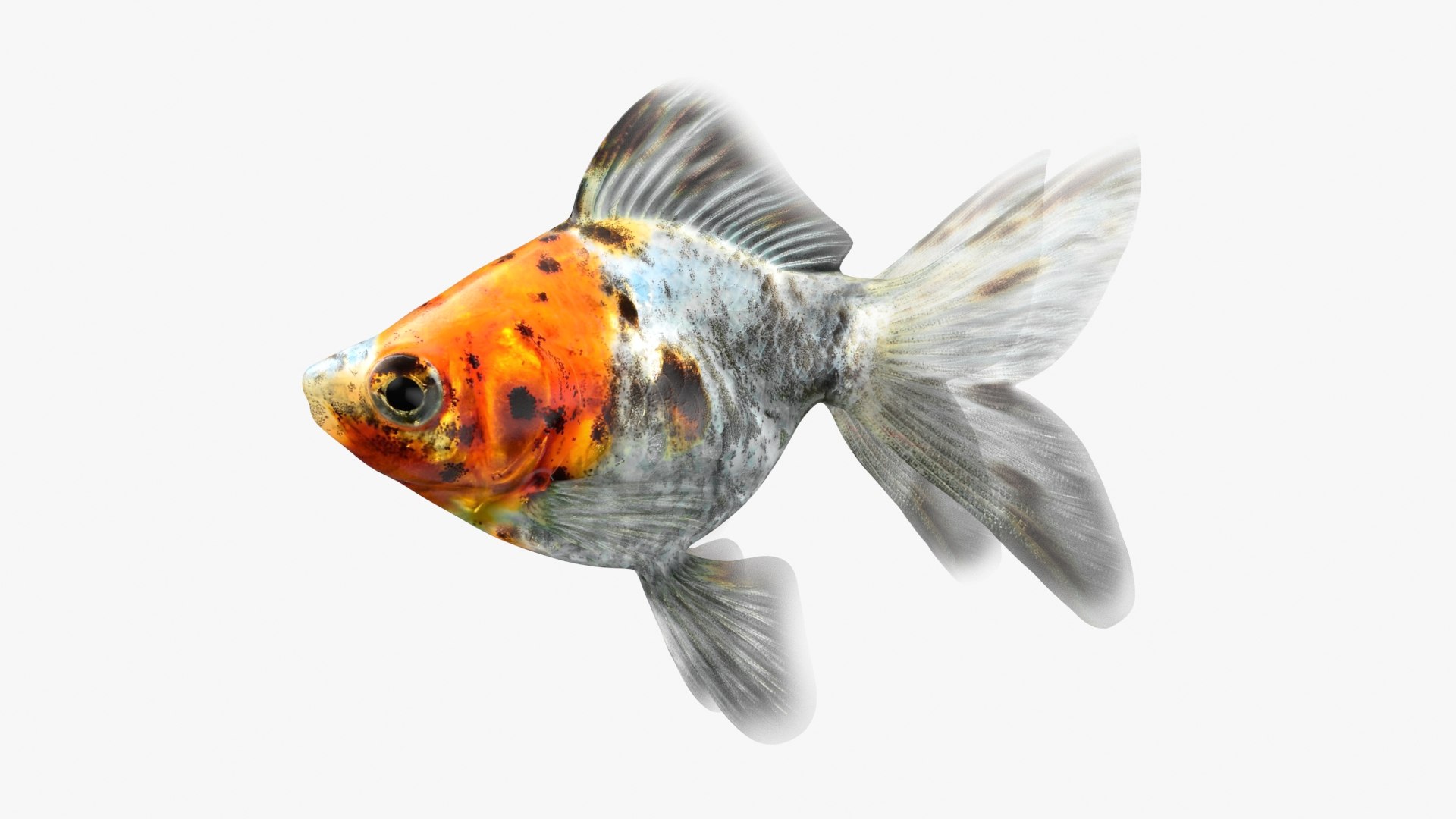 Calico Ryukin Goldfish 3D Model - TurboSquid 2298039