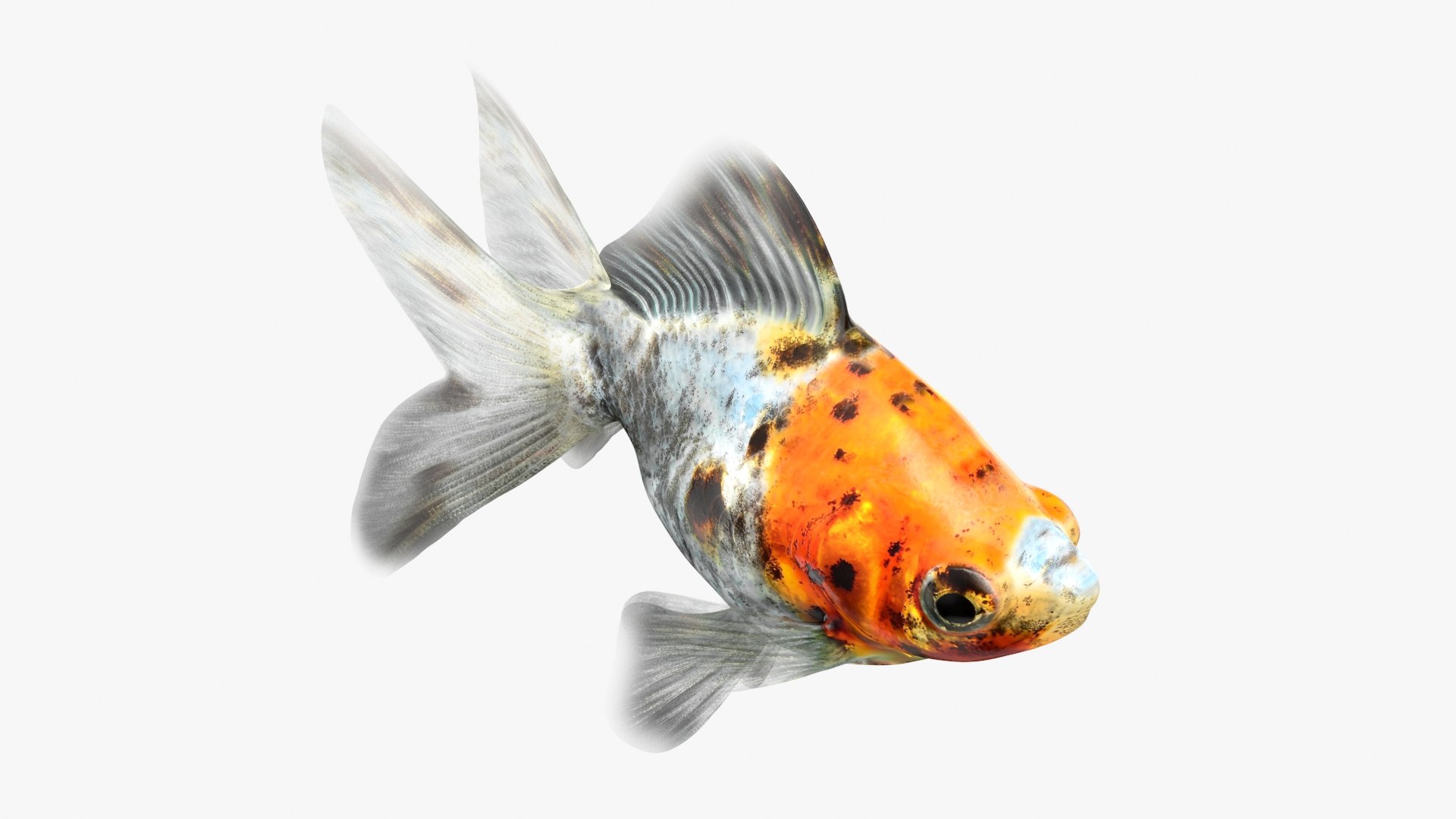 Calico Ryukin Goldfish 3D Model - TurboSquid 2298039
