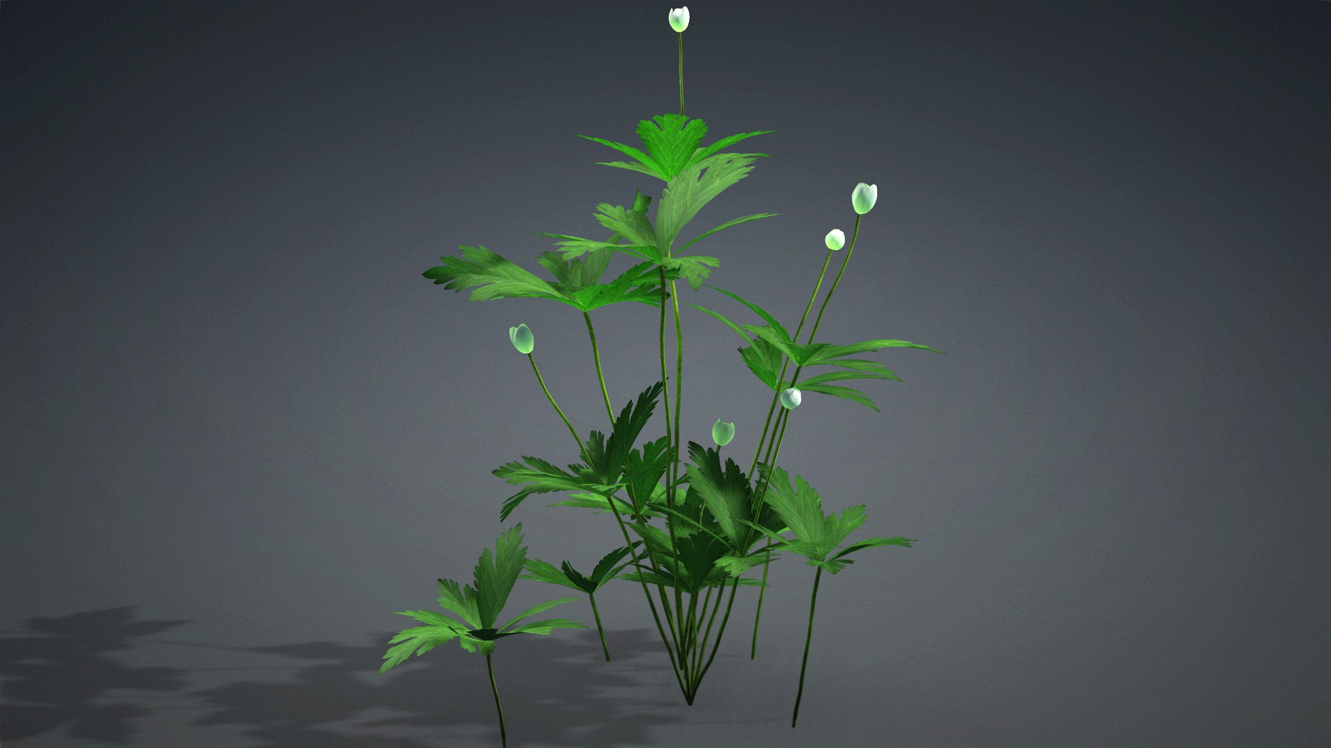 Anemone Canadensis 3D Model - TurboSquid 2283055